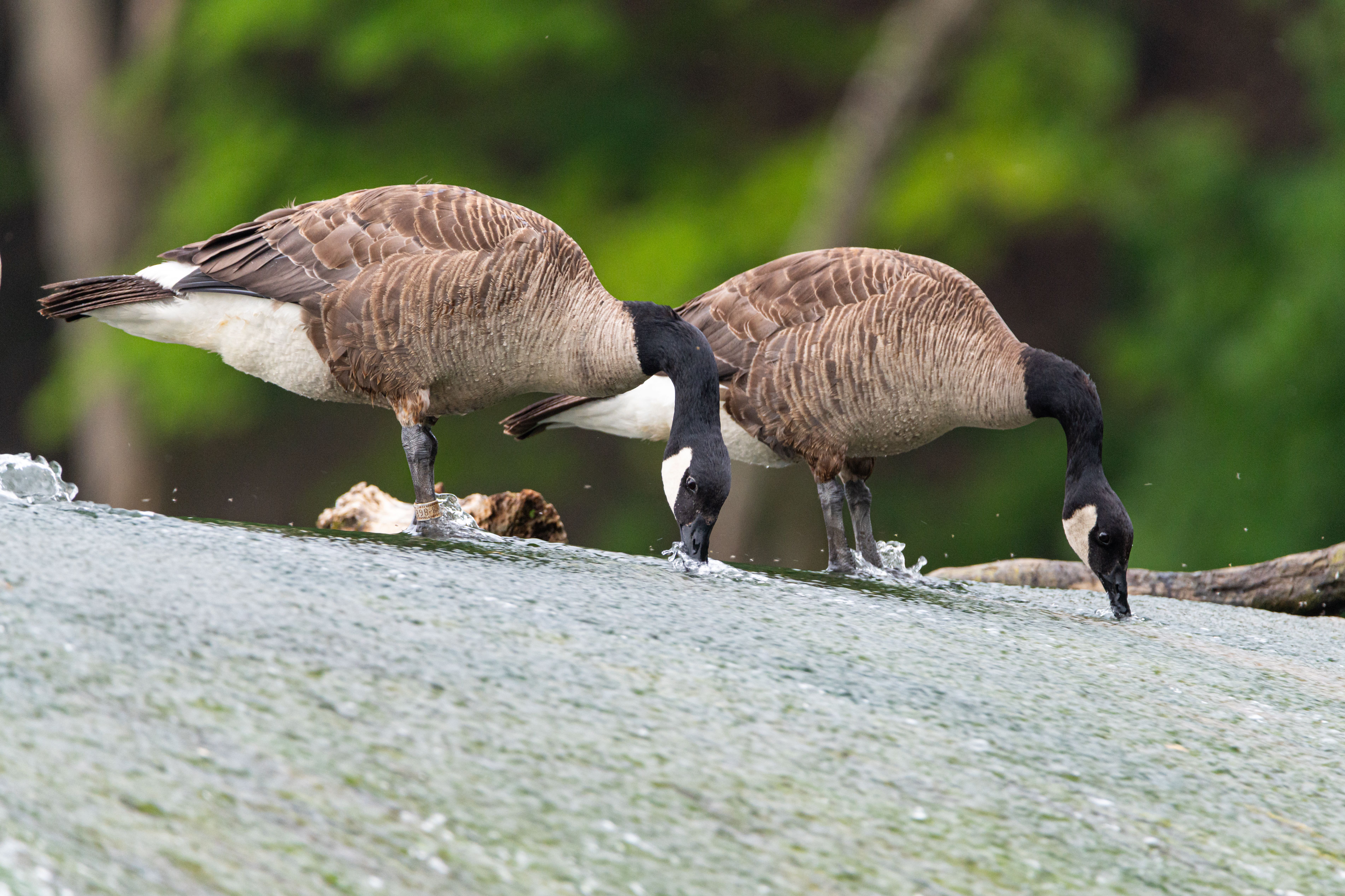 Canada Geese Drinking from Creek in Canonsburg PA · Free Stock Photo