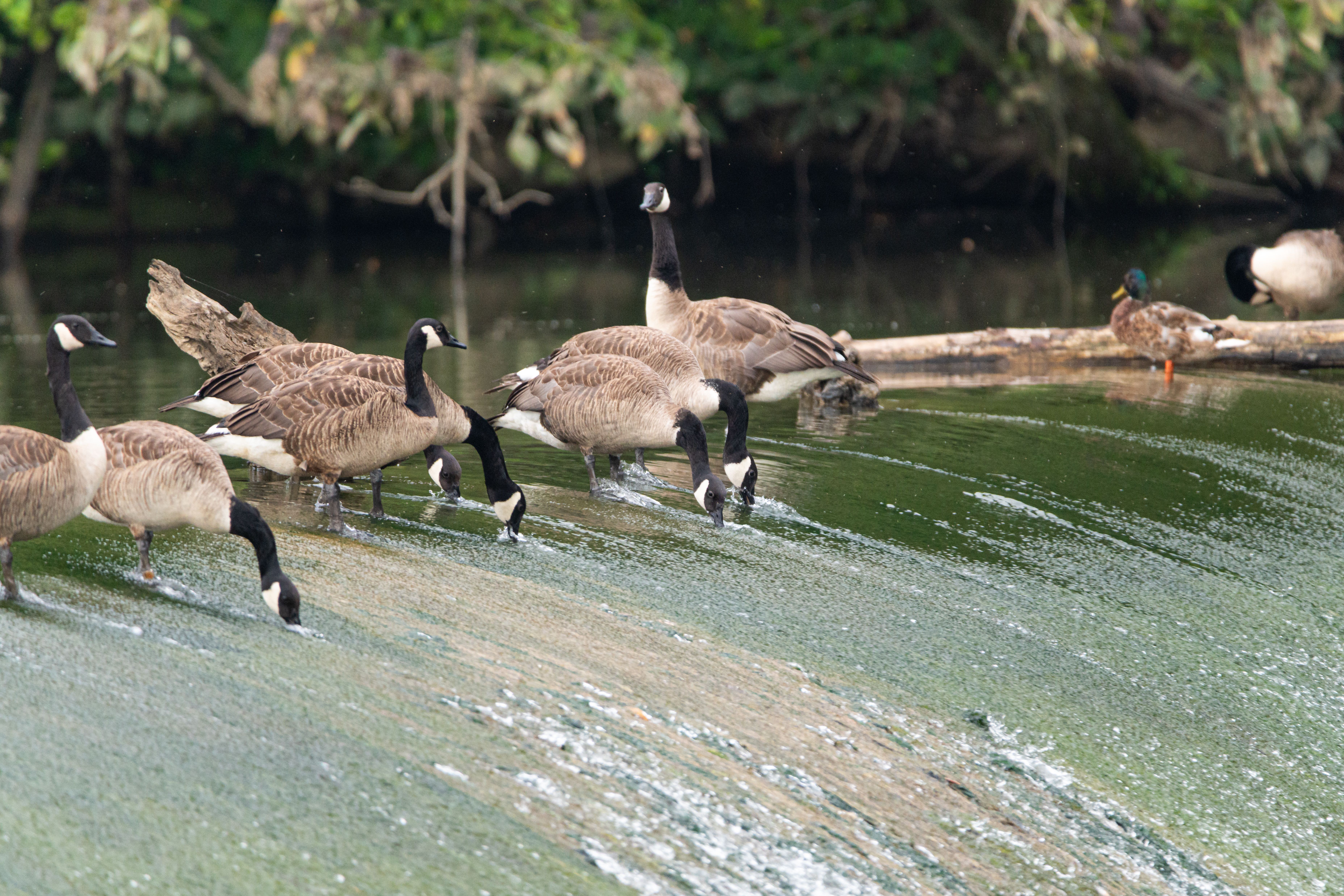 Waterfall Duck Photos, Download The BEST Free Waterfall Duck Stock ...