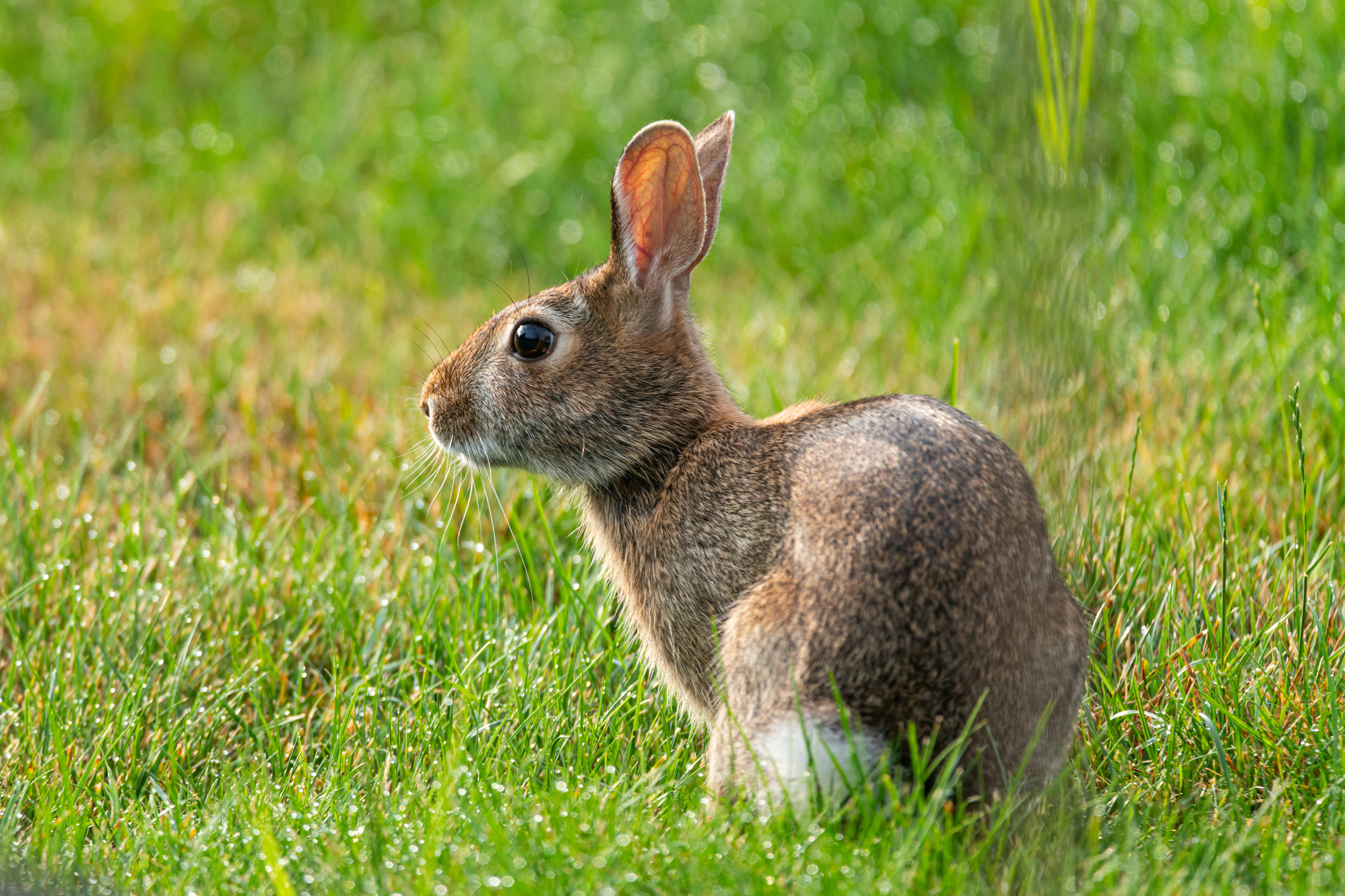 Cute Biral Photos, Download The BEST Free Cute Biral Stock Photos & HD ...