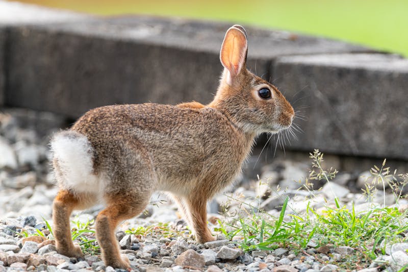 Rabbit Images Photos, Download The BEST Free Rabbit Images Stock Photos ...