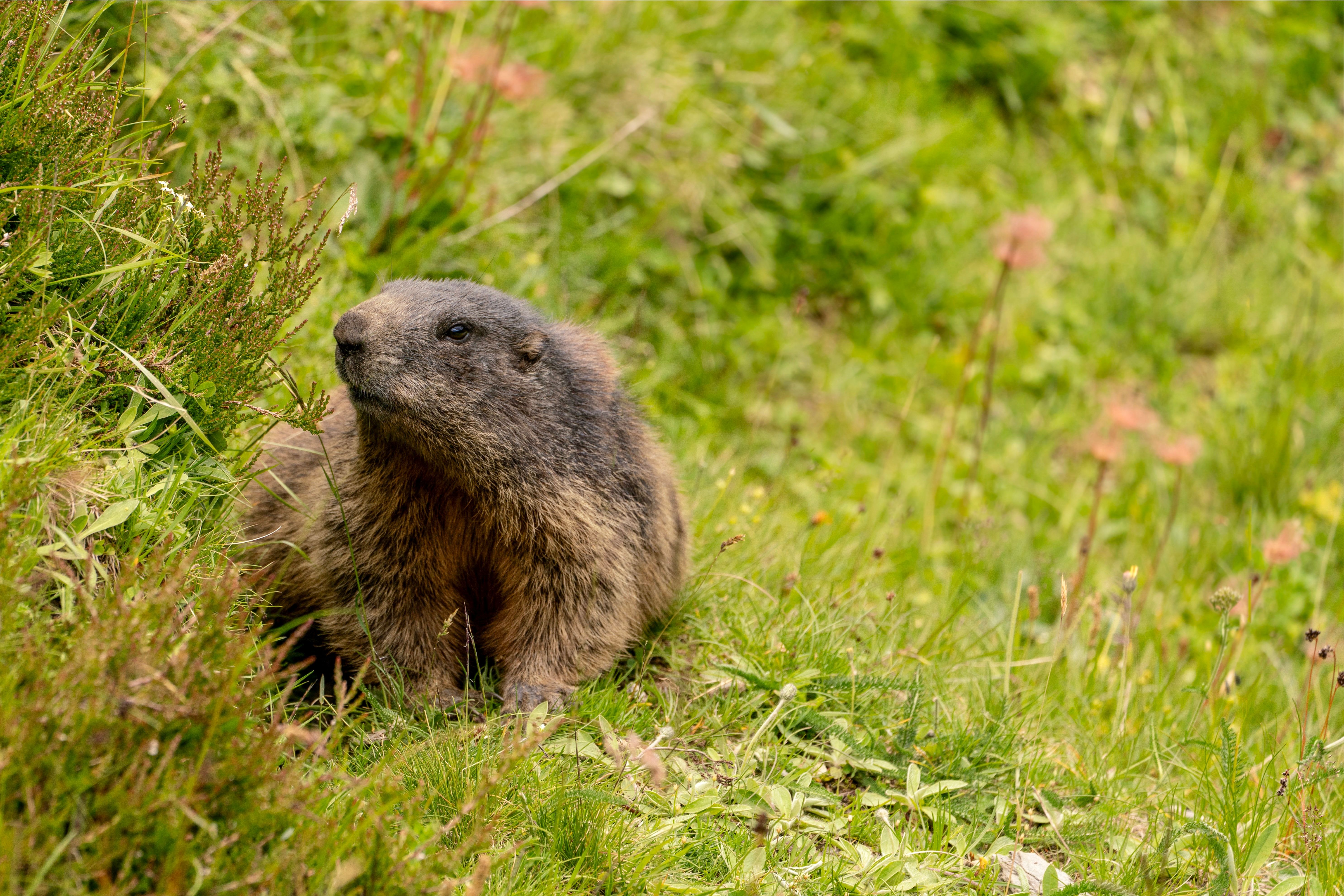 Close-up of Groundhog in Lush Green Meadow · Free Stock Photo