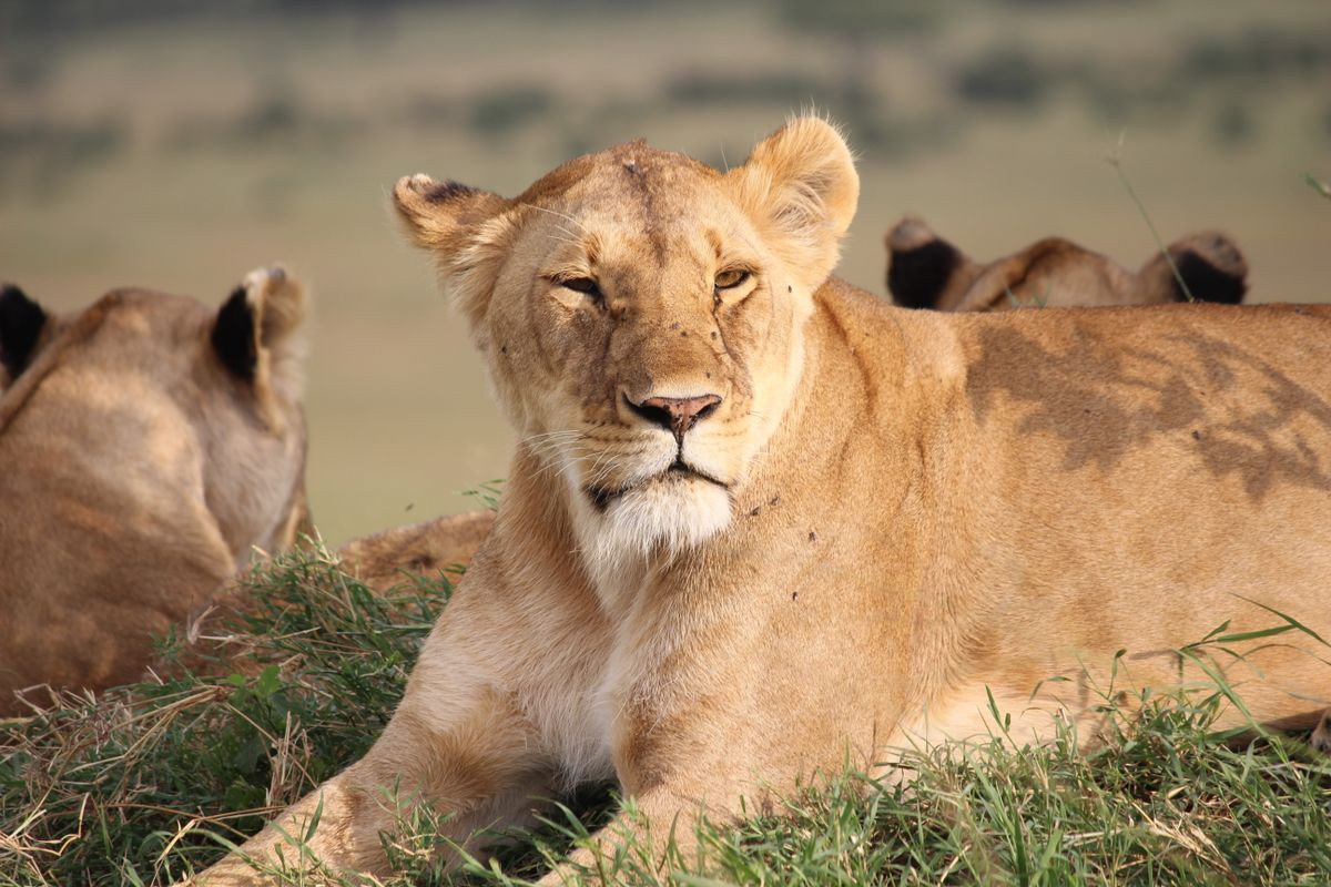 Lion In The Wild Photos, Download The BEST Free Lion In The Wild Stock ...