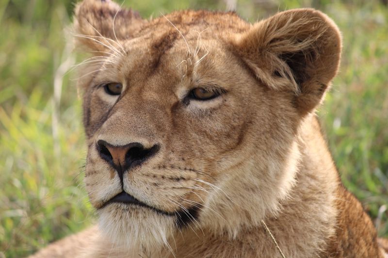 Lion In The Wild Photos, Download The BEST Free Lion In The Wild Stock ...
