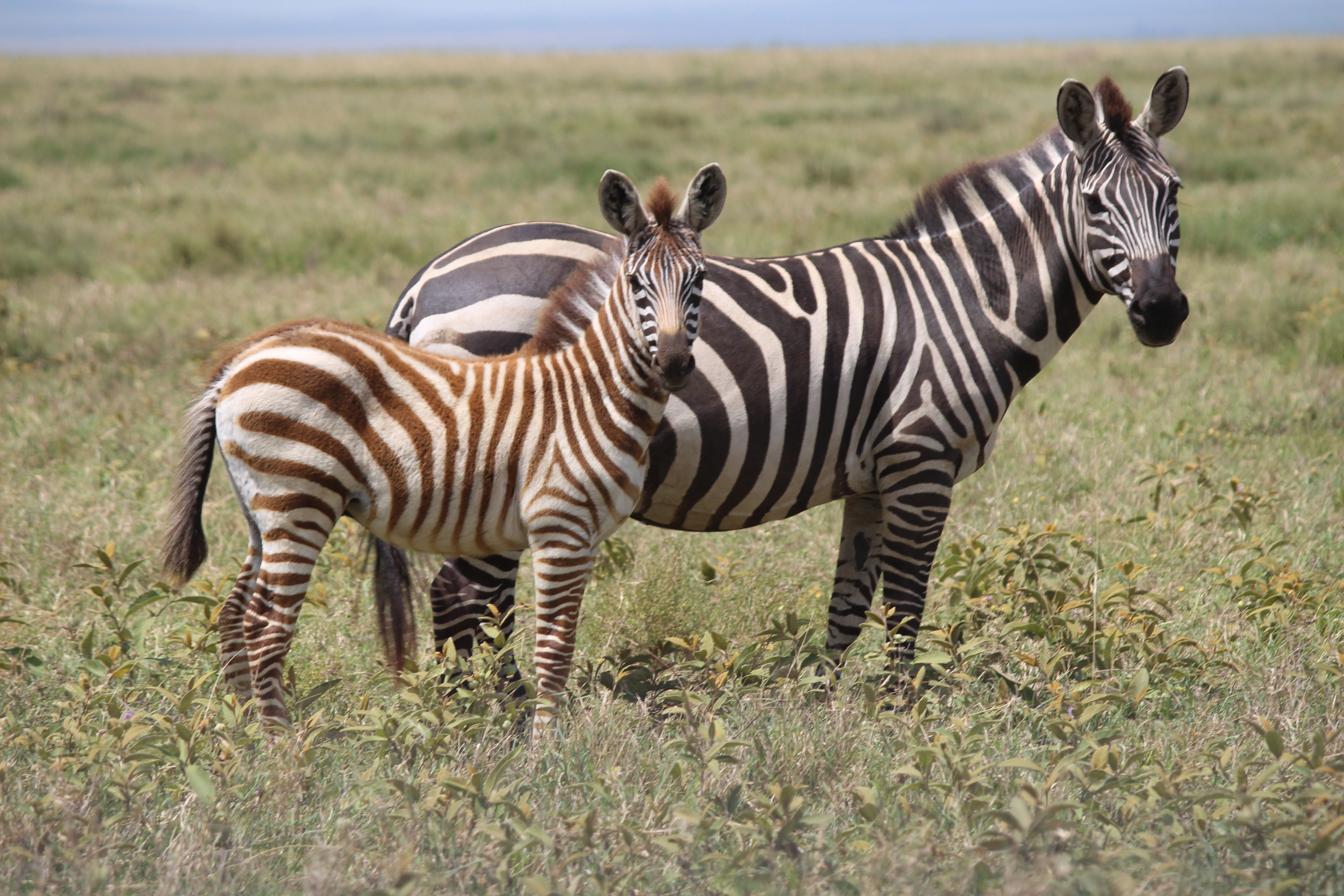Mammals Photos, Download The BEST Free Mammals Stock Photos & HD Images
