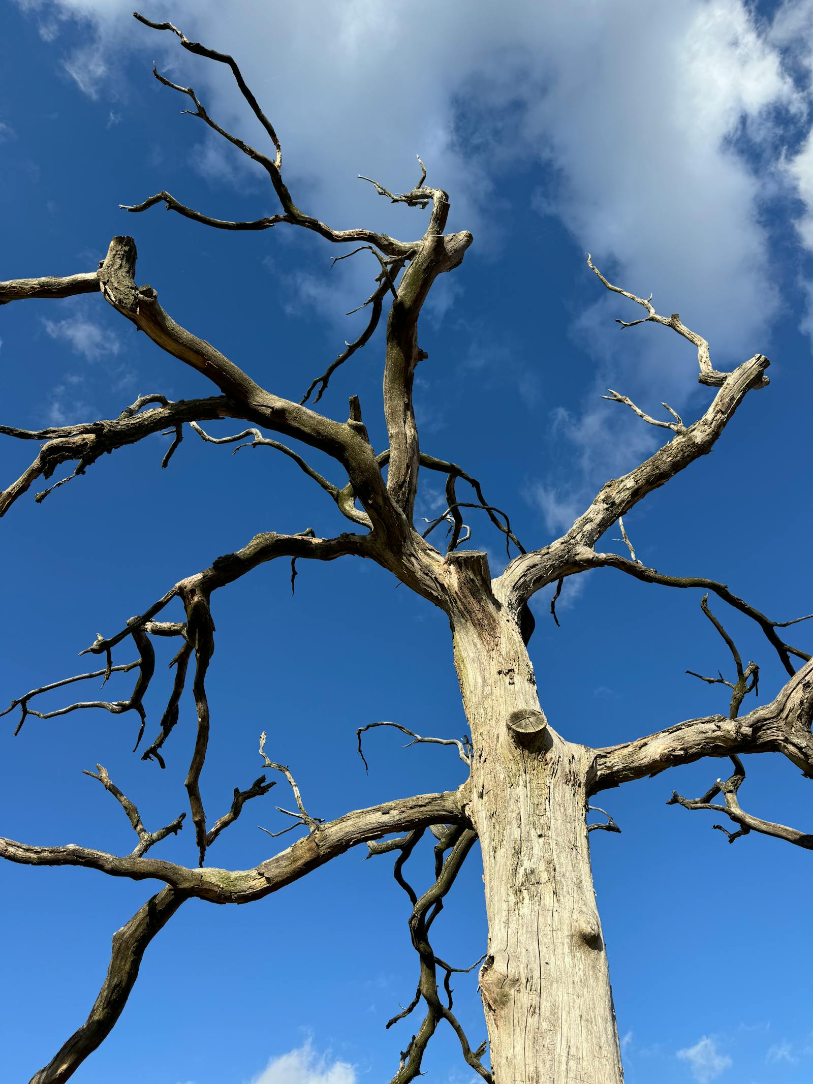 Dead Tree Photos, Download The BEST Free Dead Tree Stock Photos & HD Images