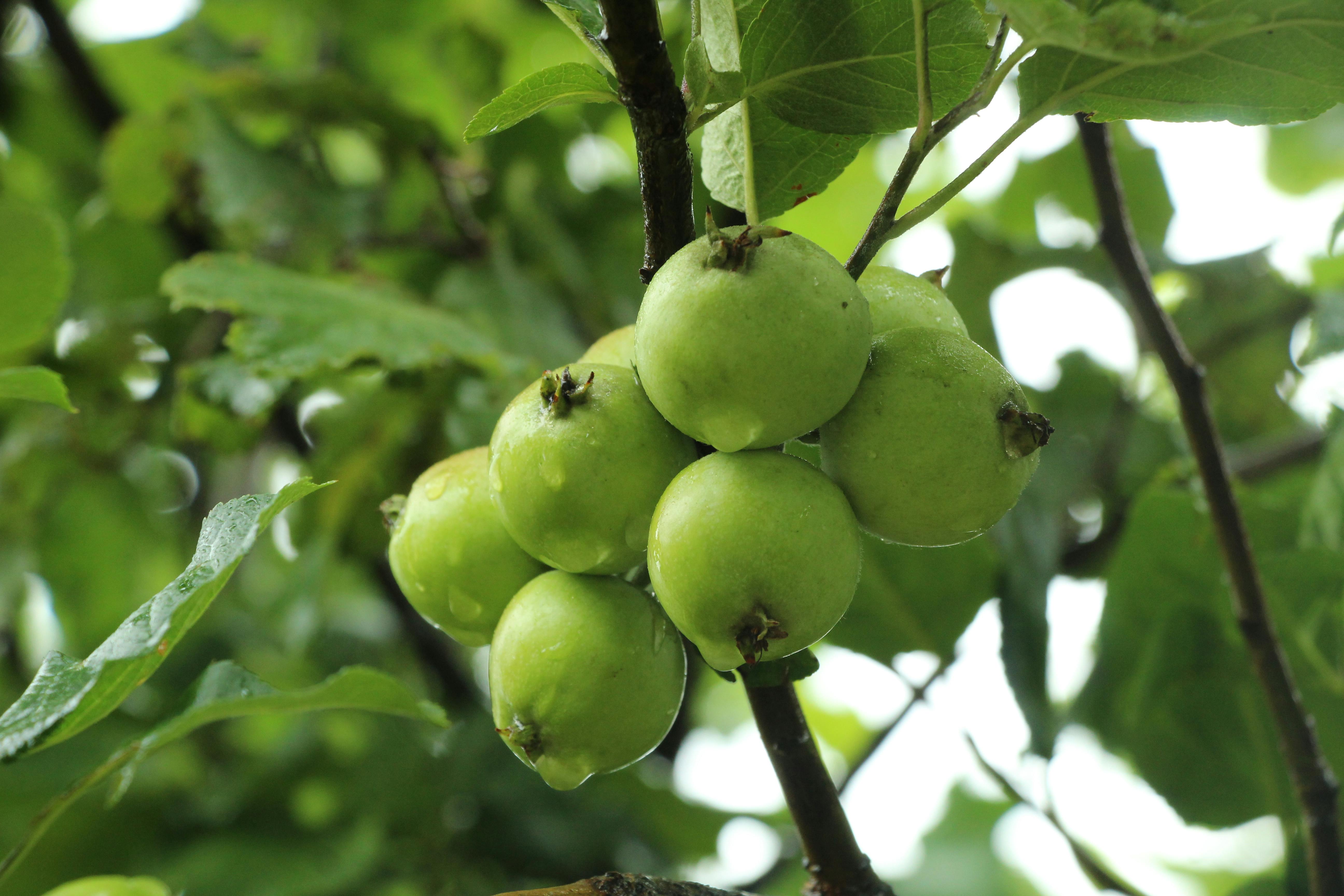 Fruit+Pfp Photos, Download The BEST Free Fruit+Pfp Stock Photos & HD Images