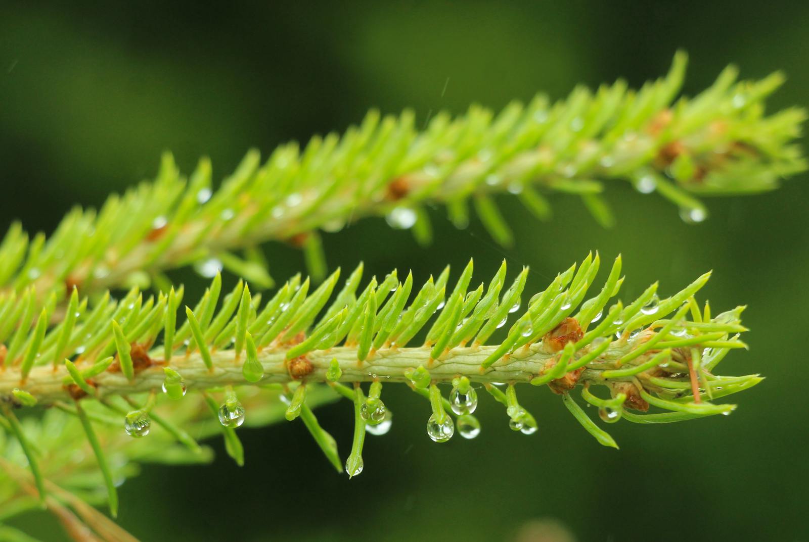 Raindrop Photos, Download The BEST Free Raindrop Stock Photos & HD Images