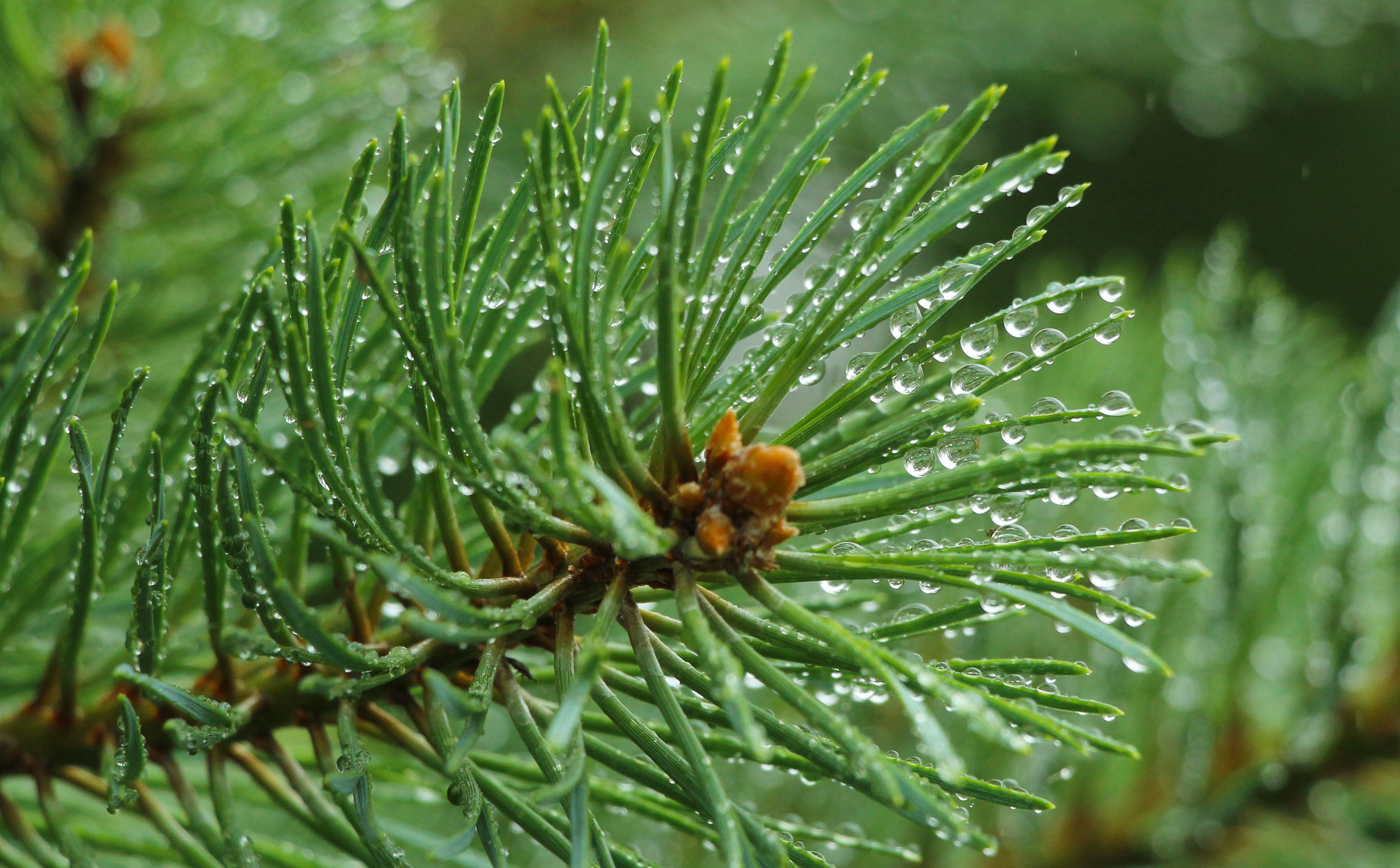 Pine Green Background Photos, Download The BEST Free Pine Green ...