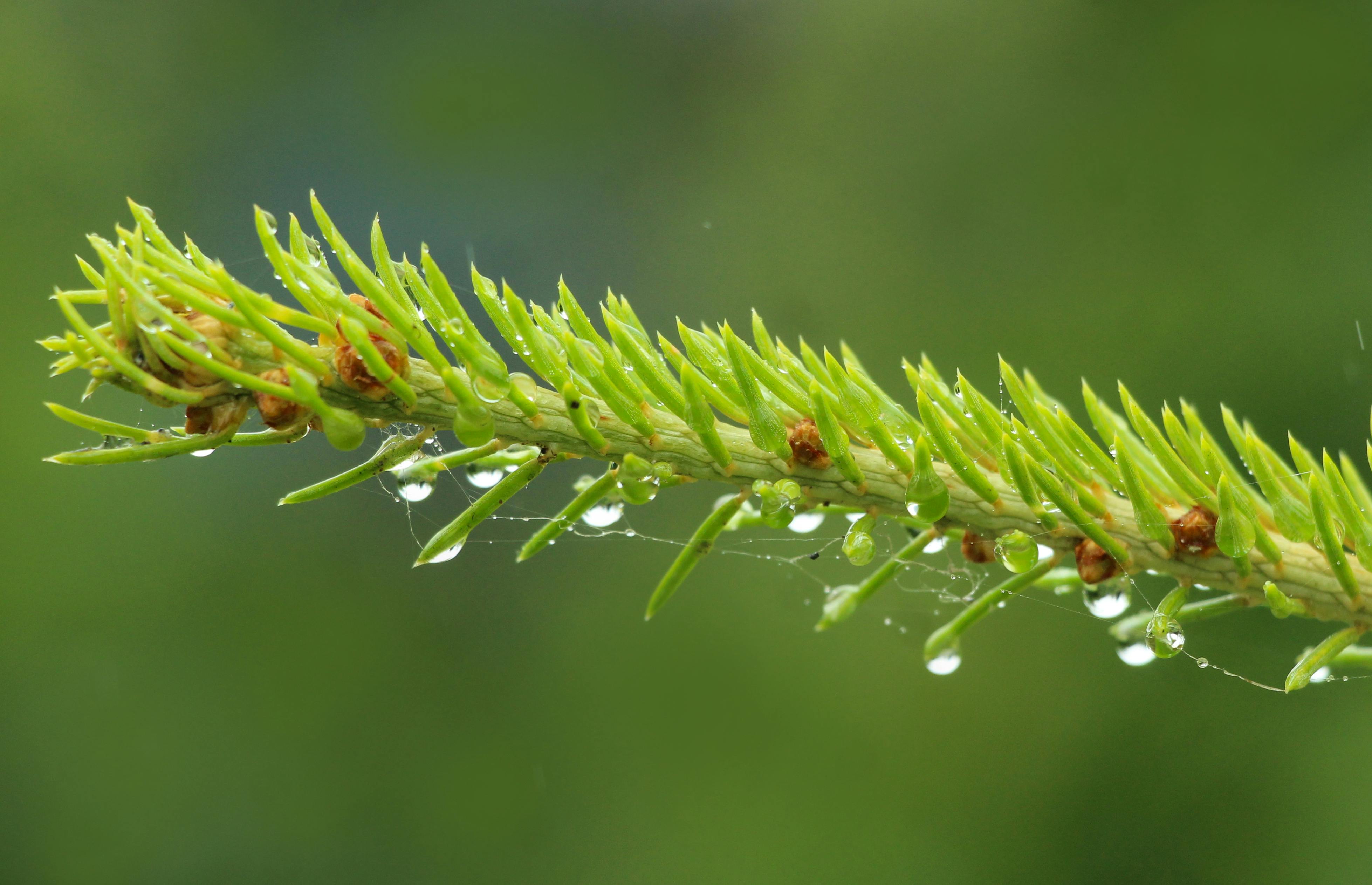 Needle Texture Photos, Download The BEST Free Needle Texture Stock ...