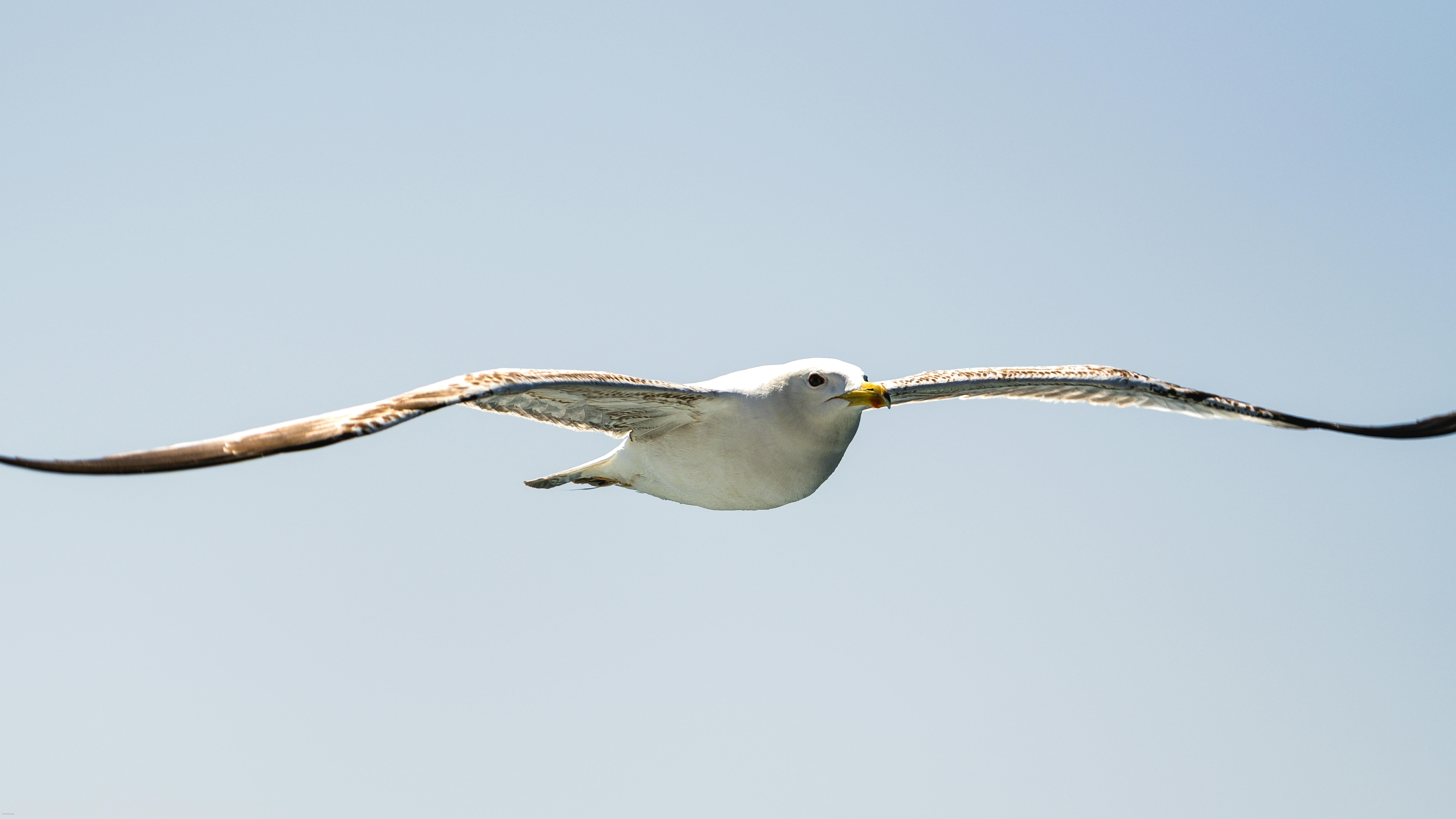 Bhagavad Glide Pug Photos, Download The BEST Free Bhagavad Glide Pug ...