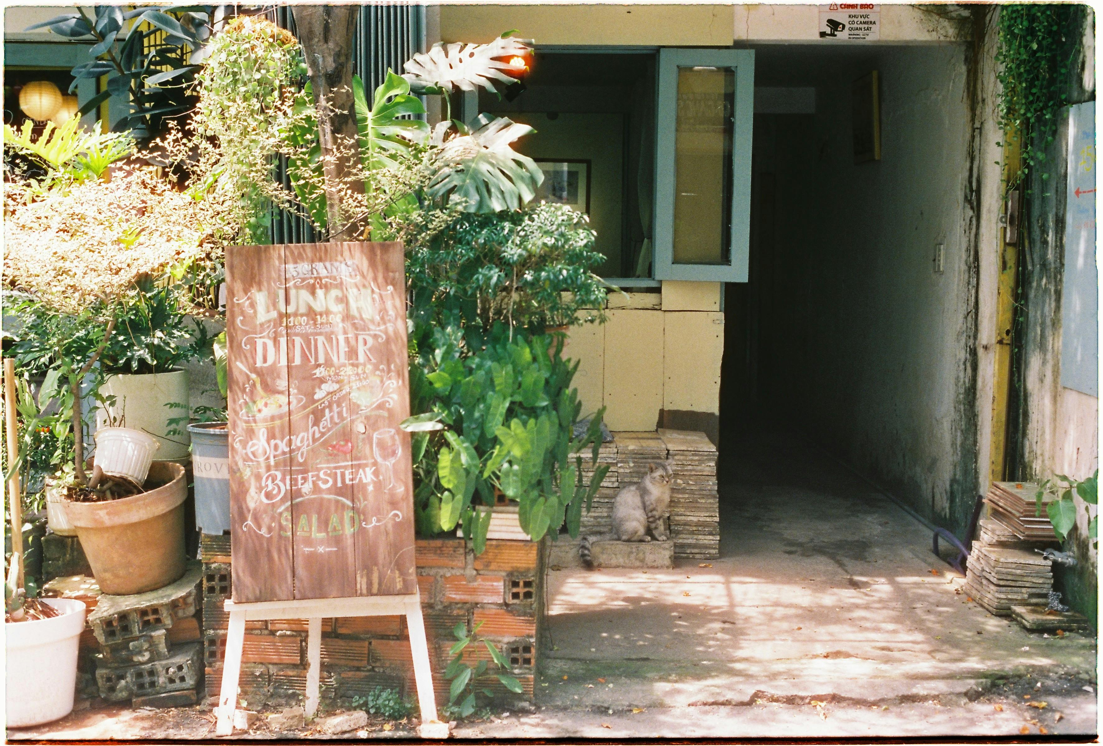 Scared Cat Photos, Download The BEST Free Scared Cat Stock Photos & HD ...