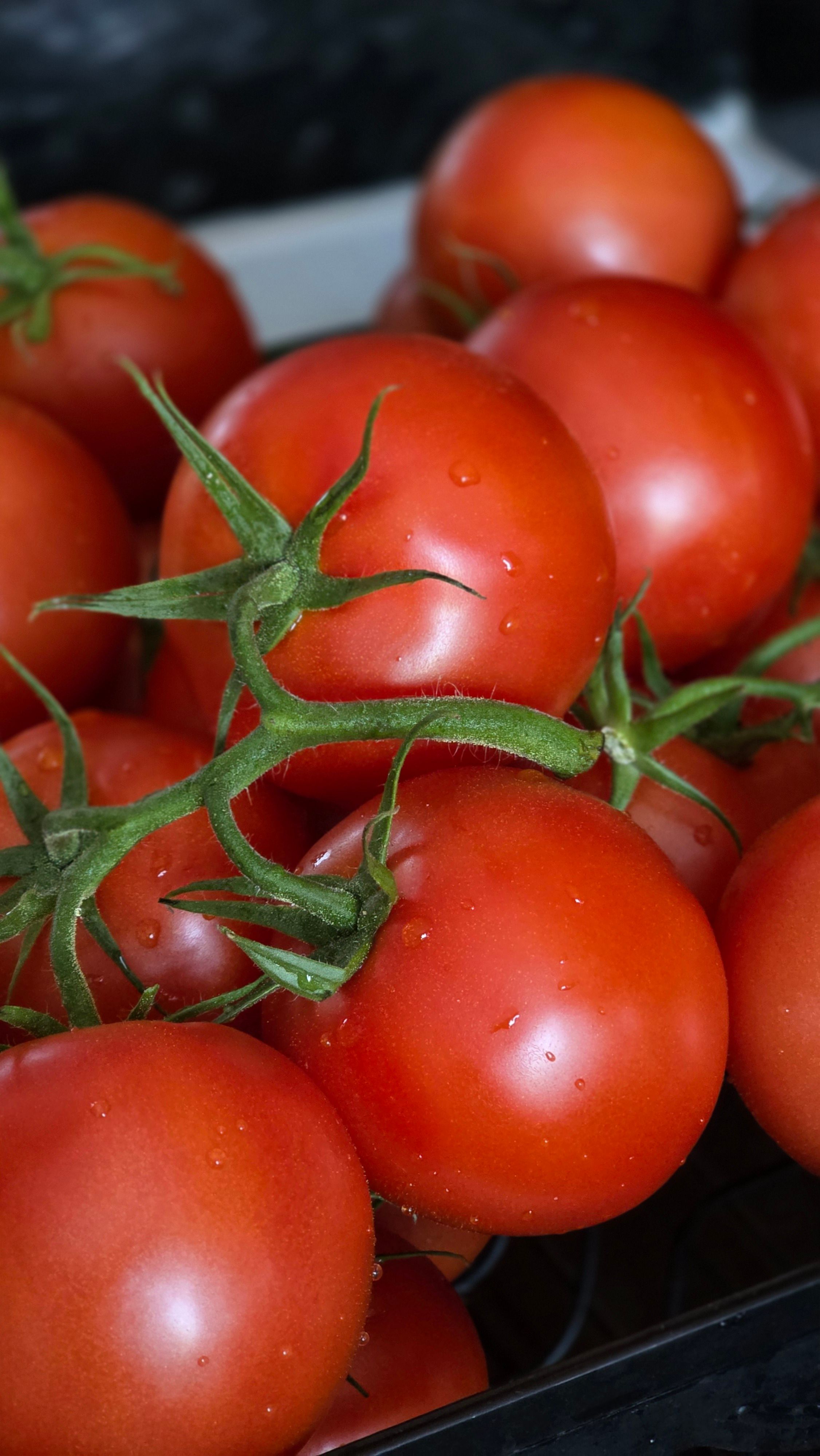 Fresh Red Tomatoes with Stems on Display · Free Stock Photo