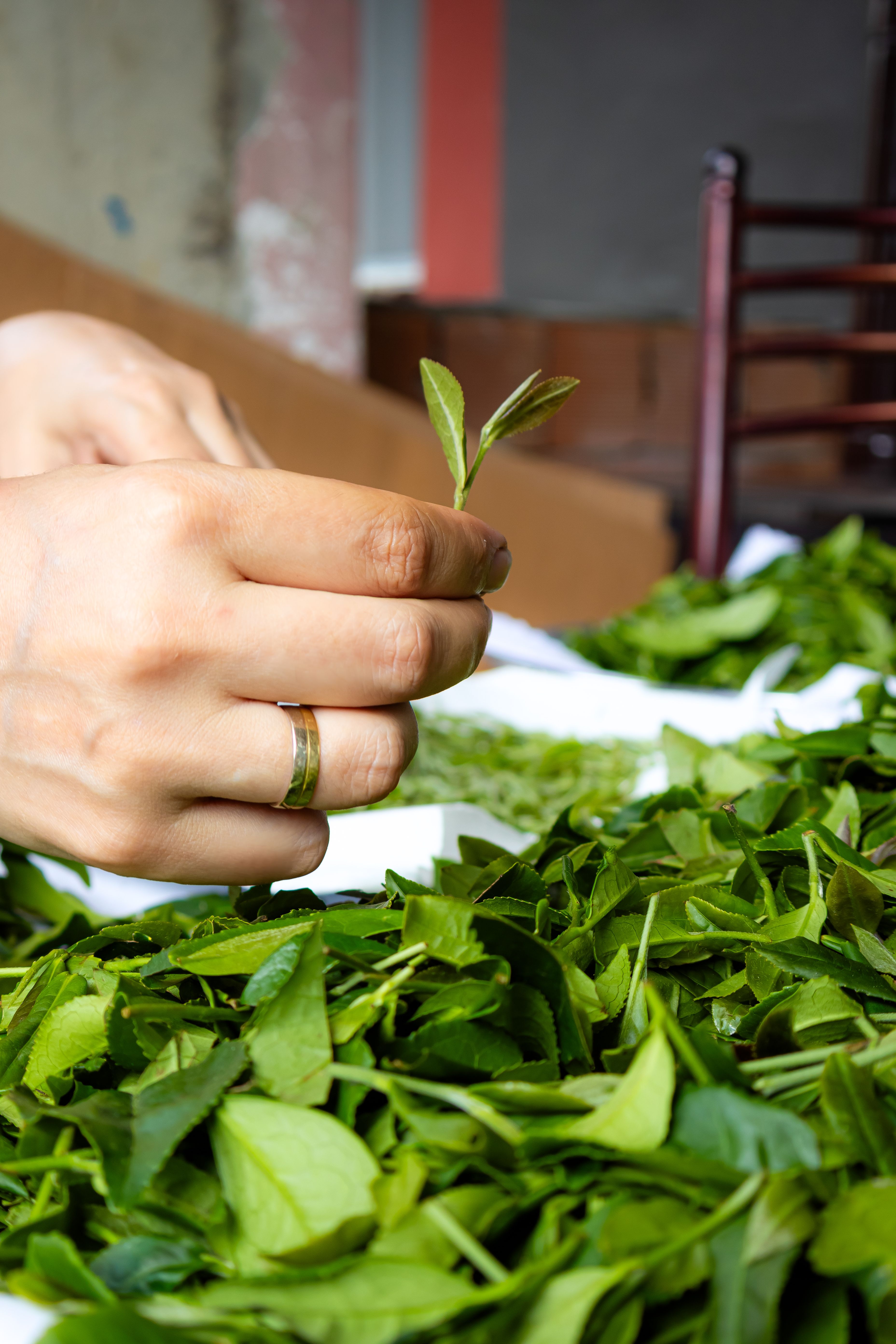 Sorting Fresh Green Tea Leaves by Hand · Free Stock Photo