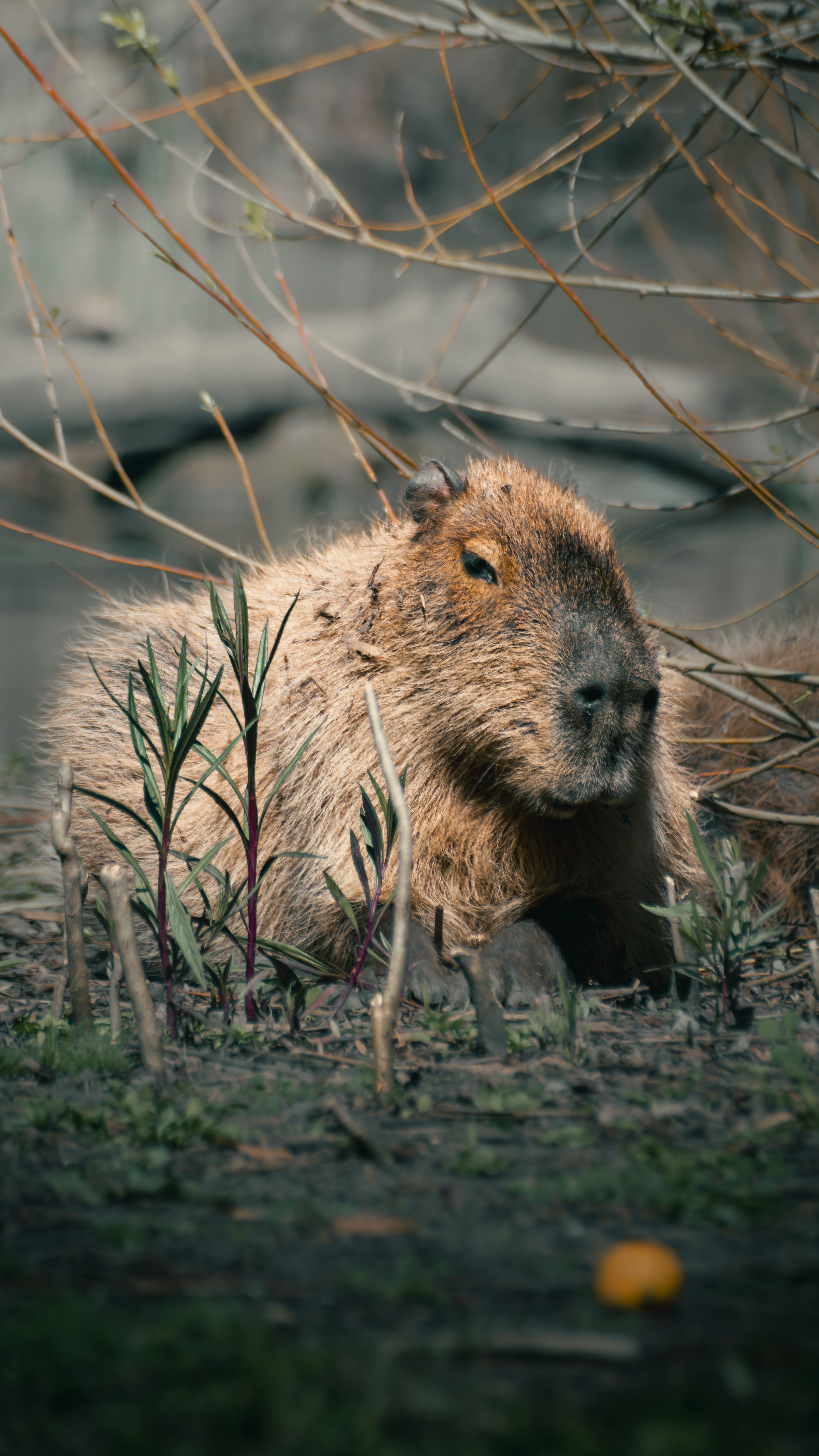 Capybara Photos, Download The BEST Free Capybara Stock Photos & HD Images
