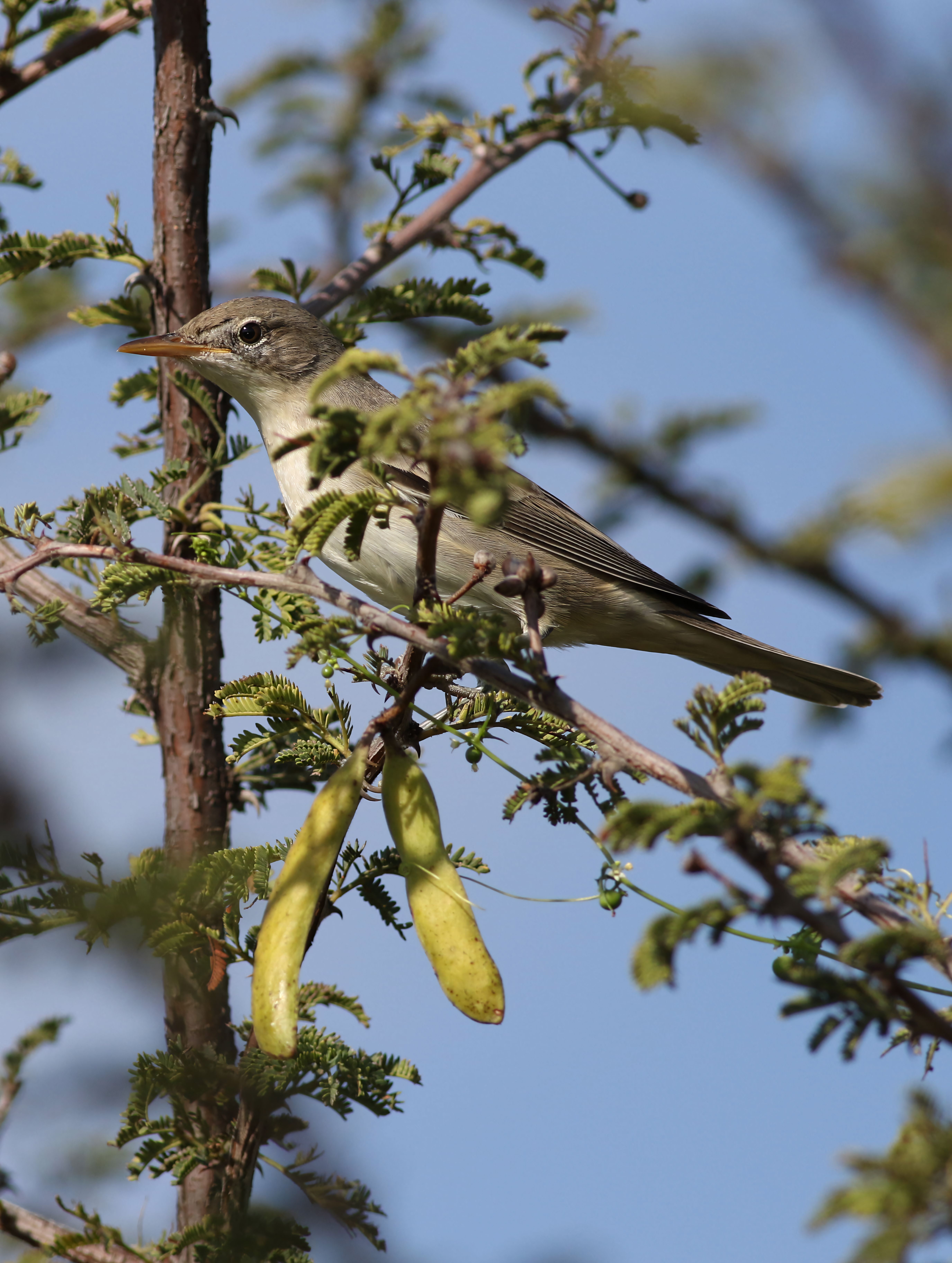 Olive-tree Warbler on Acacia Branch in South Africa · Free Stock Photo