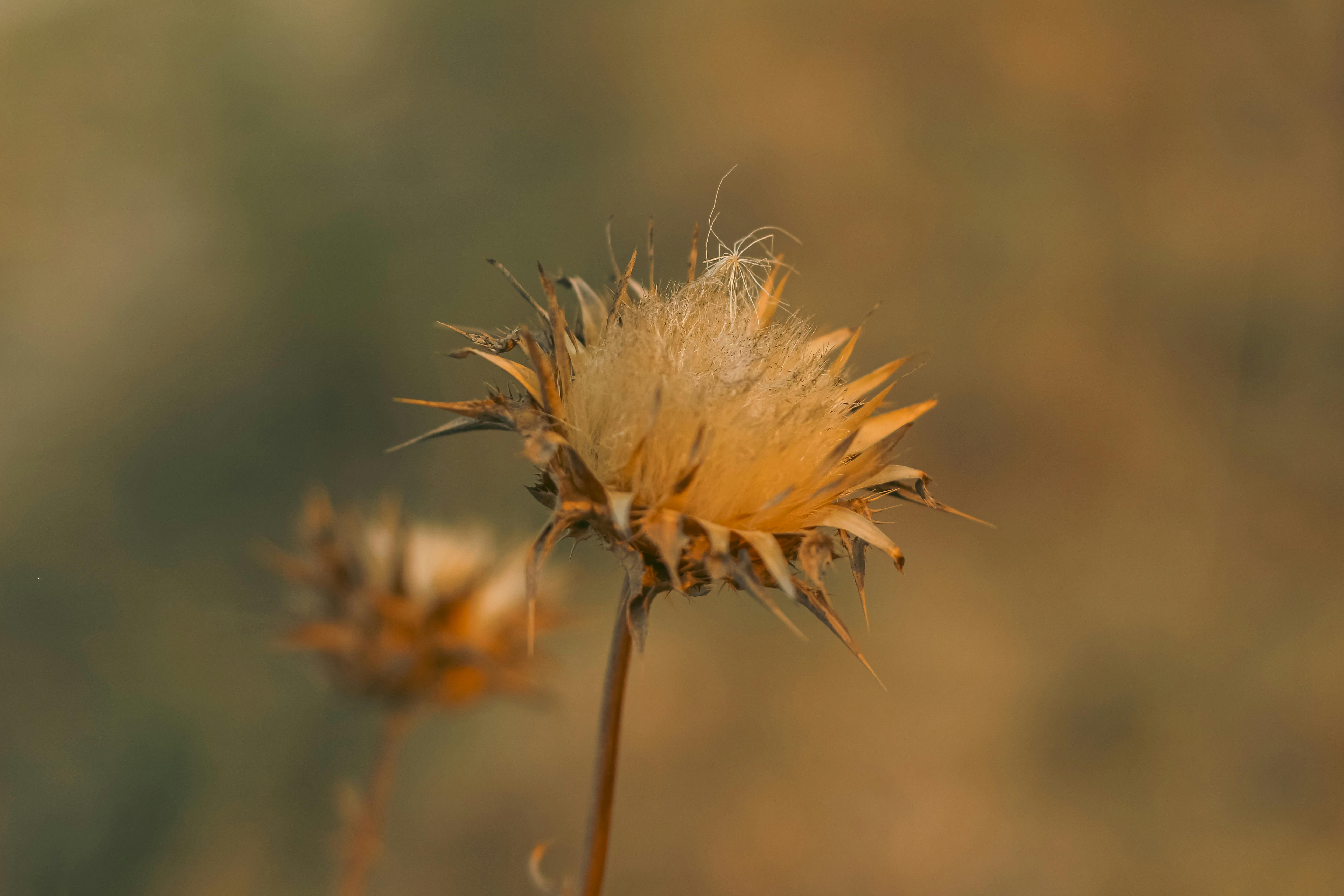 Perkamen Texture Photos, Download The BEST Free Perkamen Texture Stock ...