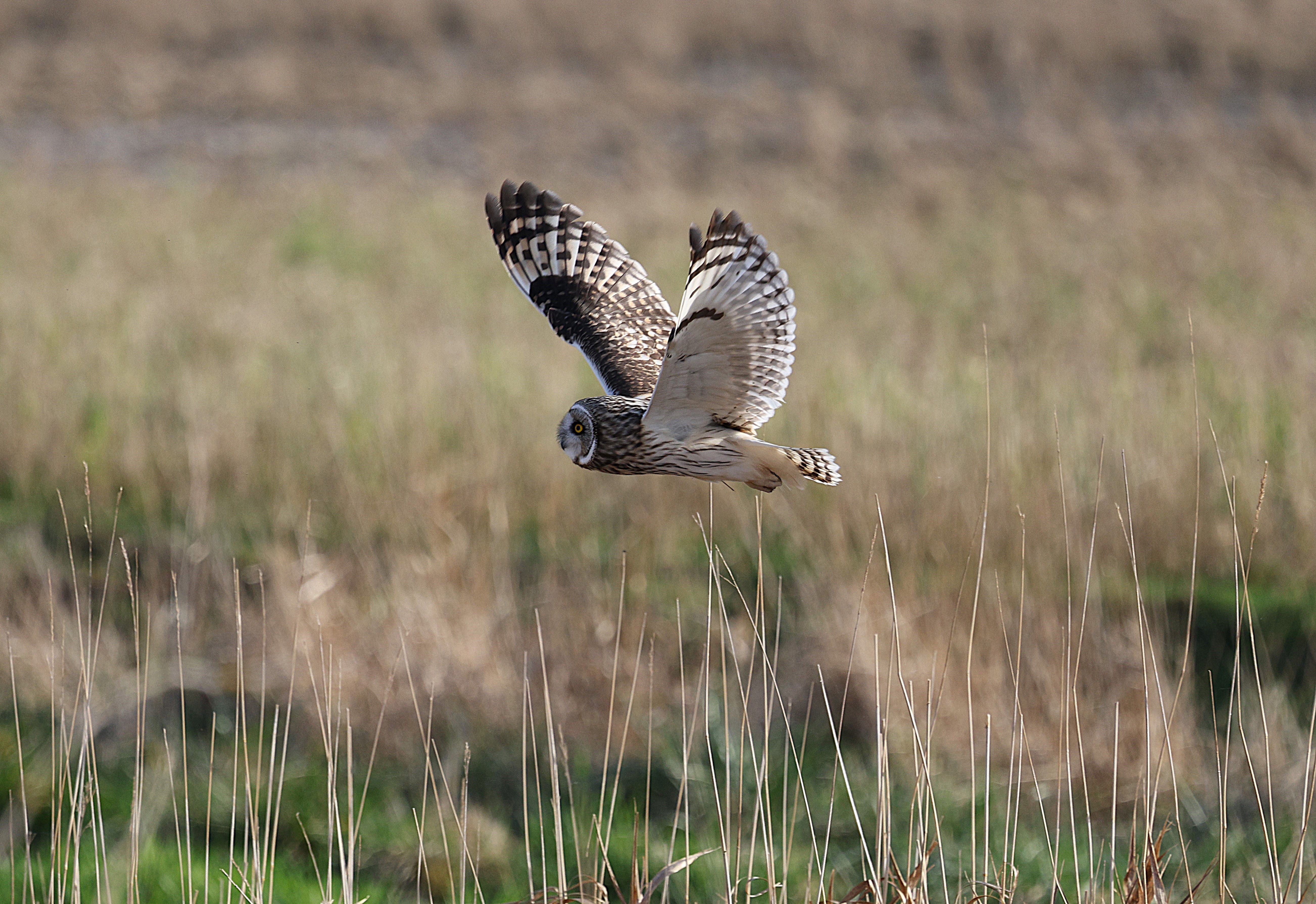 Sky Predator Photos, Download The BEST Free Sky Predator Stock Photos ...