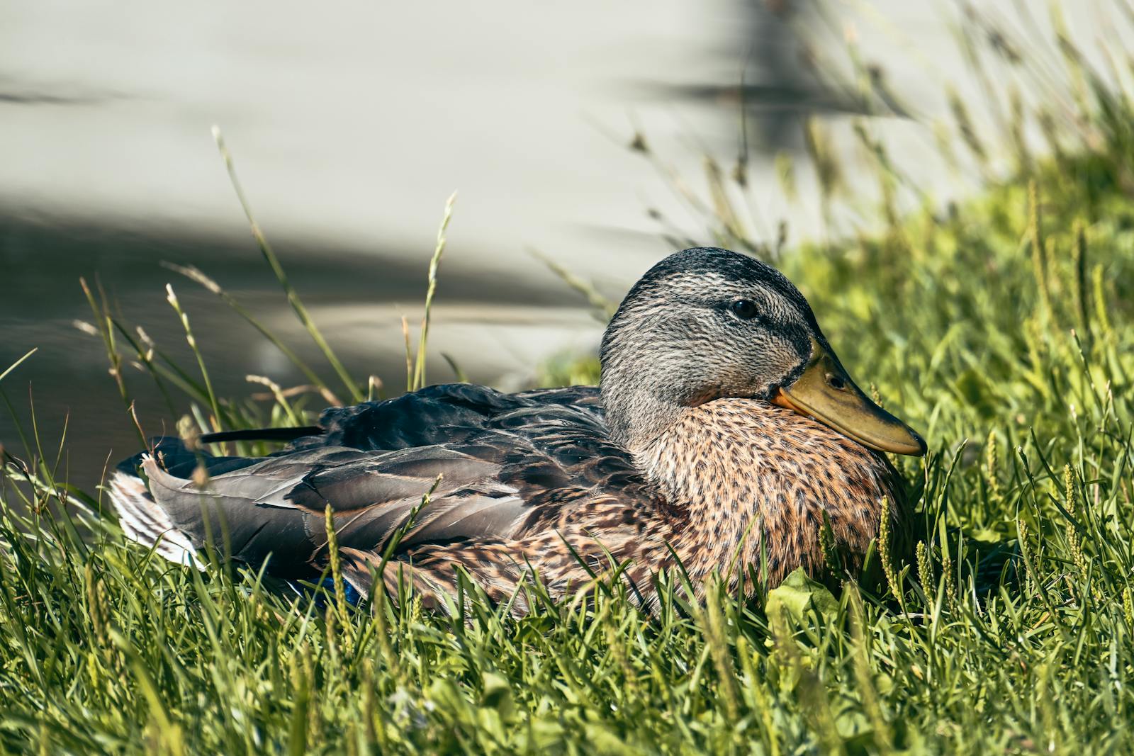 Duck+Pfp Photos, Download The BEST Free Duck+Pfp Stock Photos & HD Images