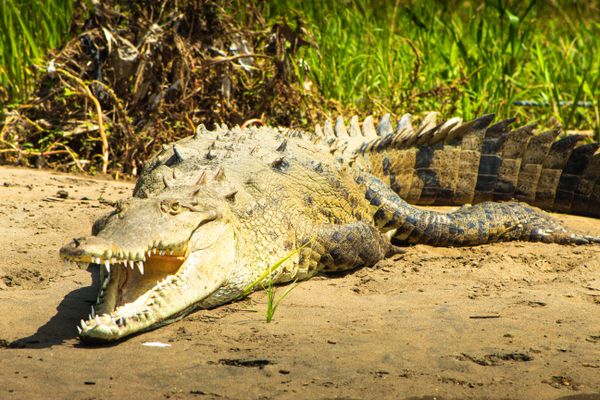 Bombardilo Crocodile Photos, Download The BEST Free Bombardilo ...