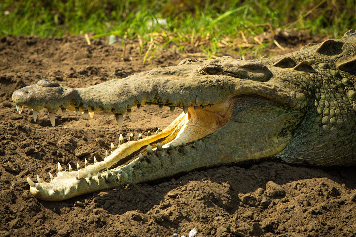 Bombardino Crocodile Photos, Download The BEST Free Bombardino ...