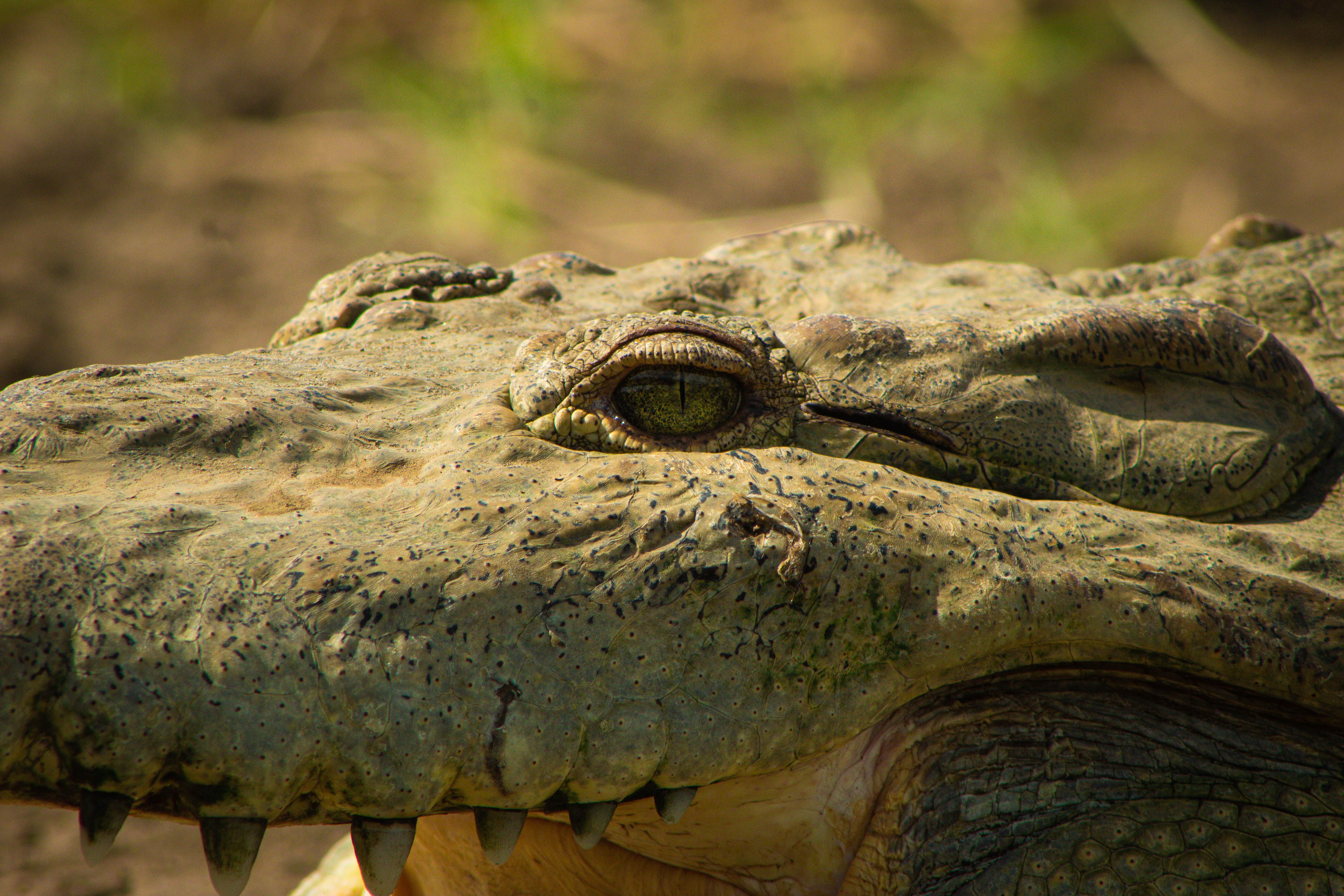 Iron Teeth Photos, Download The BEST Free Iron Teeth Stock Photos & HD ...
