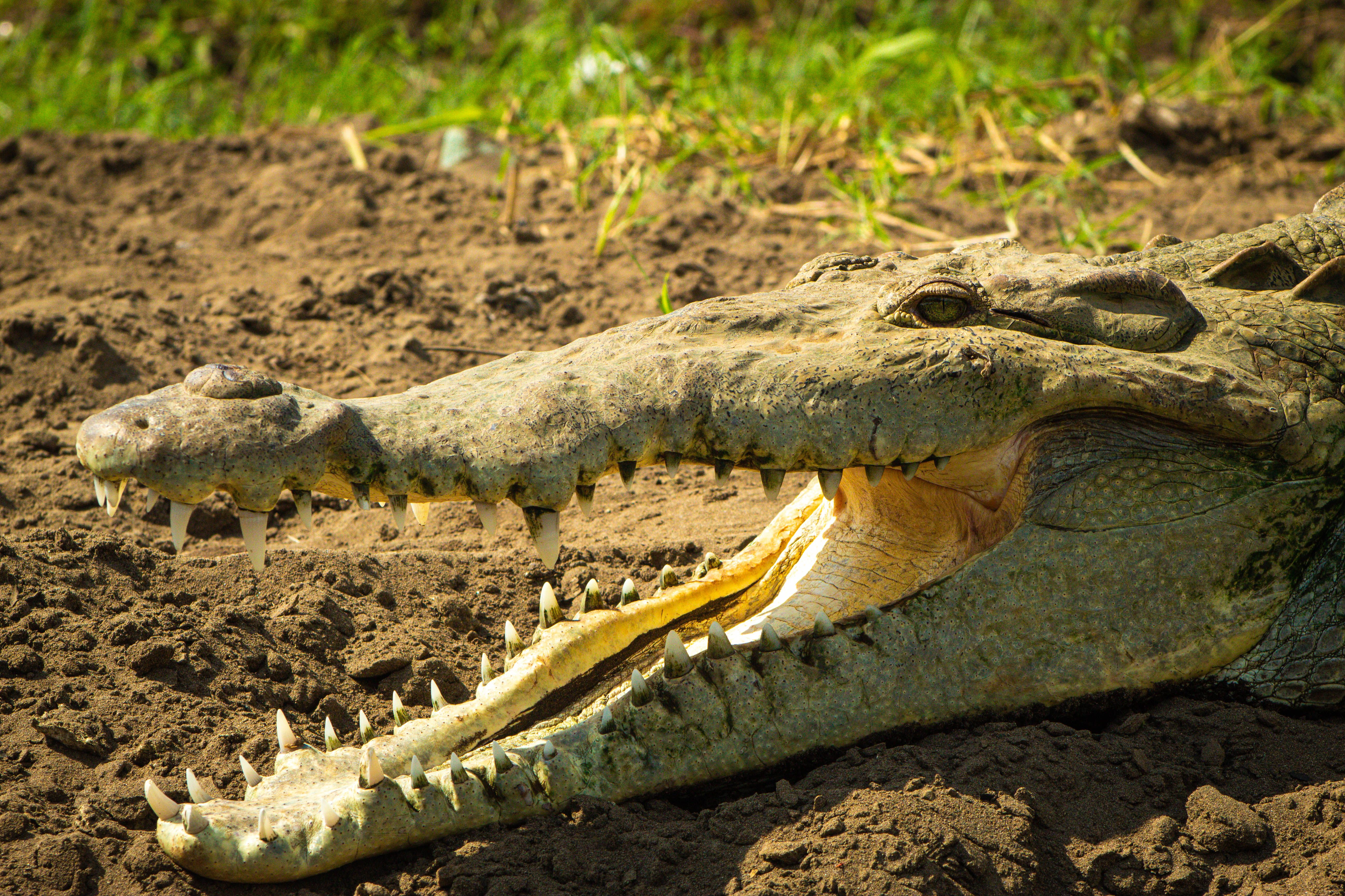 Crocodile Safari Photos, Download The BEST Free Crocodile Safari Stock ...
