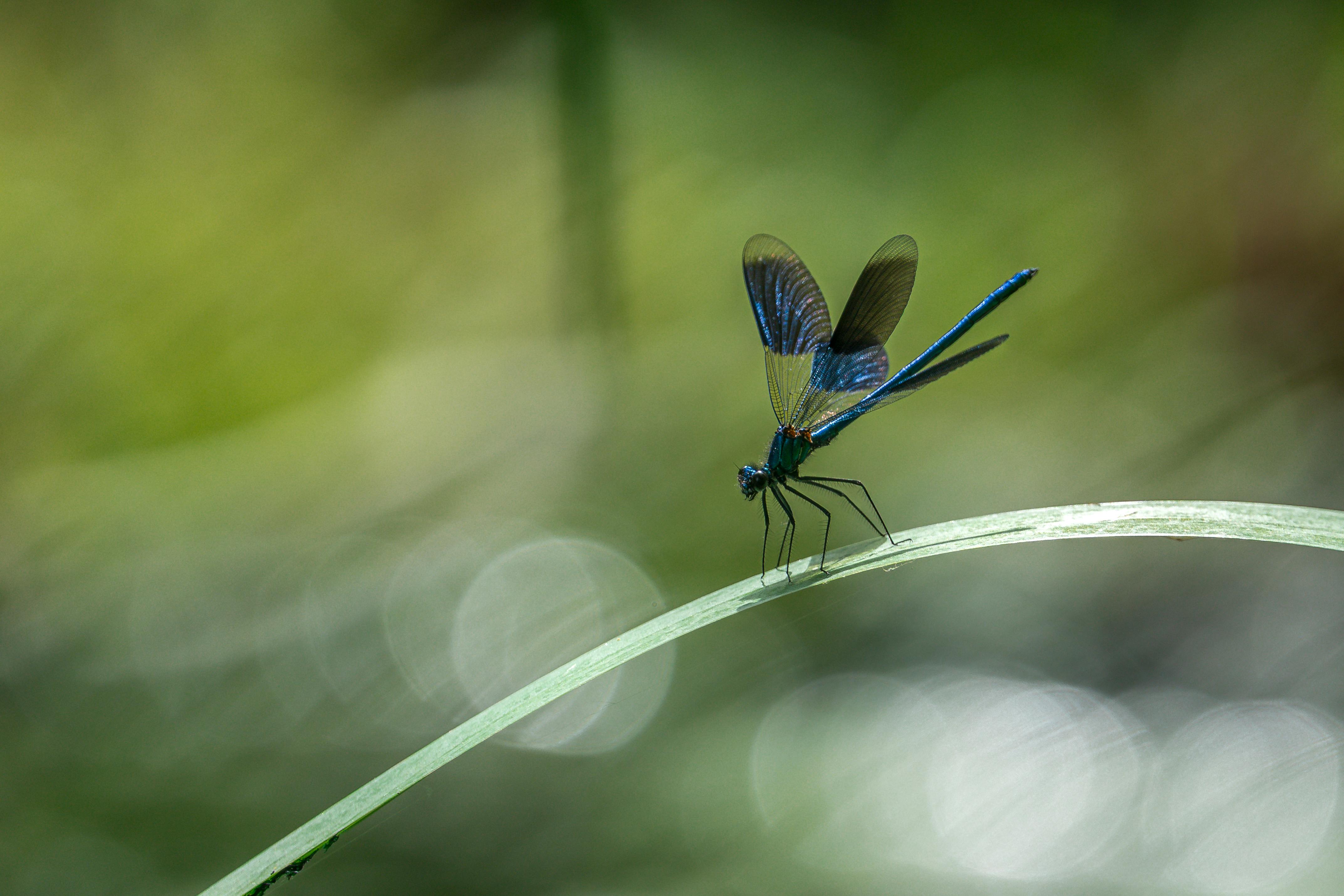 Scroller+Butterfly+Wings Photos, Download The BEST Free Scroller ...