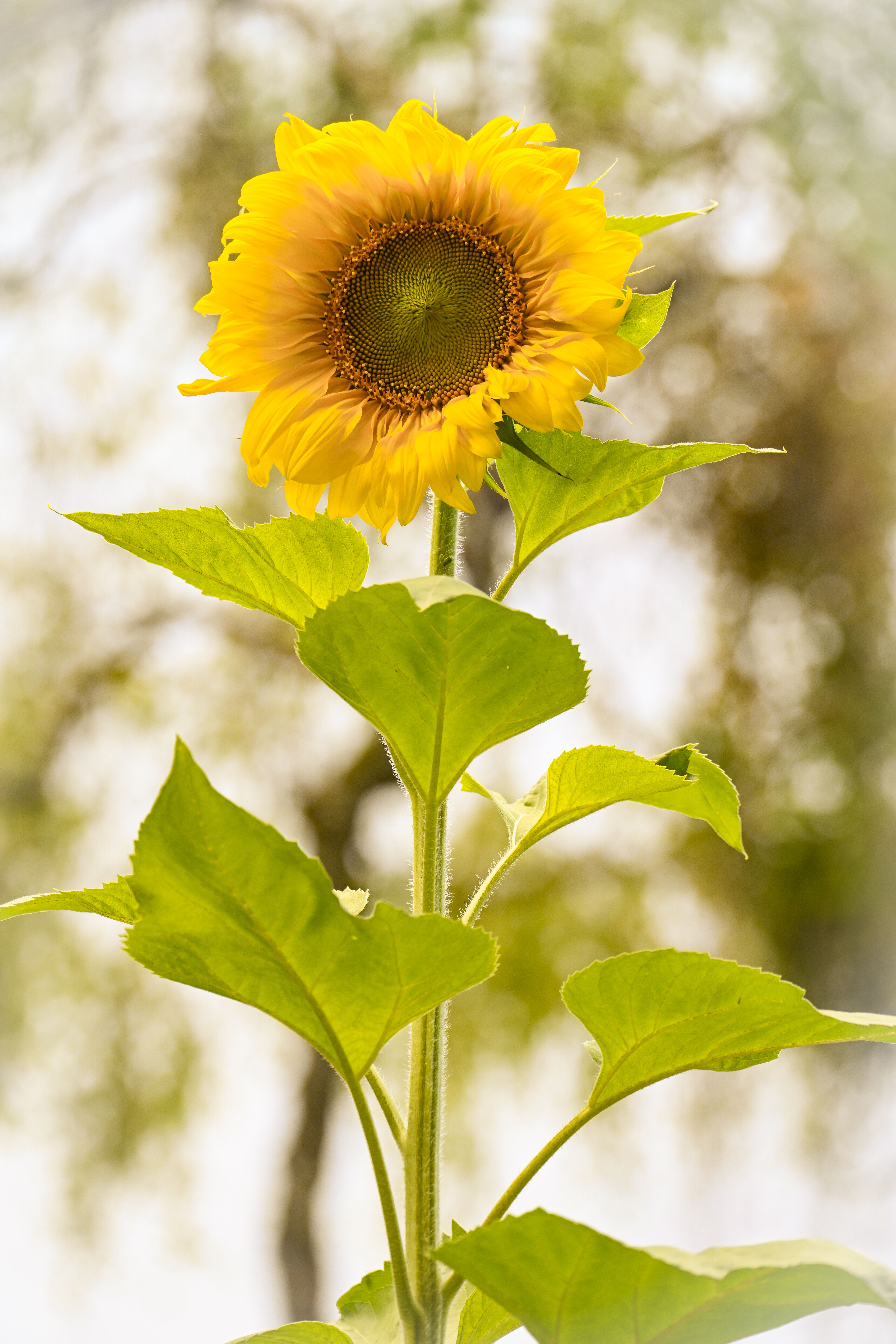Flower Bookey Photos, Download The BEST Free Flower Bookey Stock Photos ...