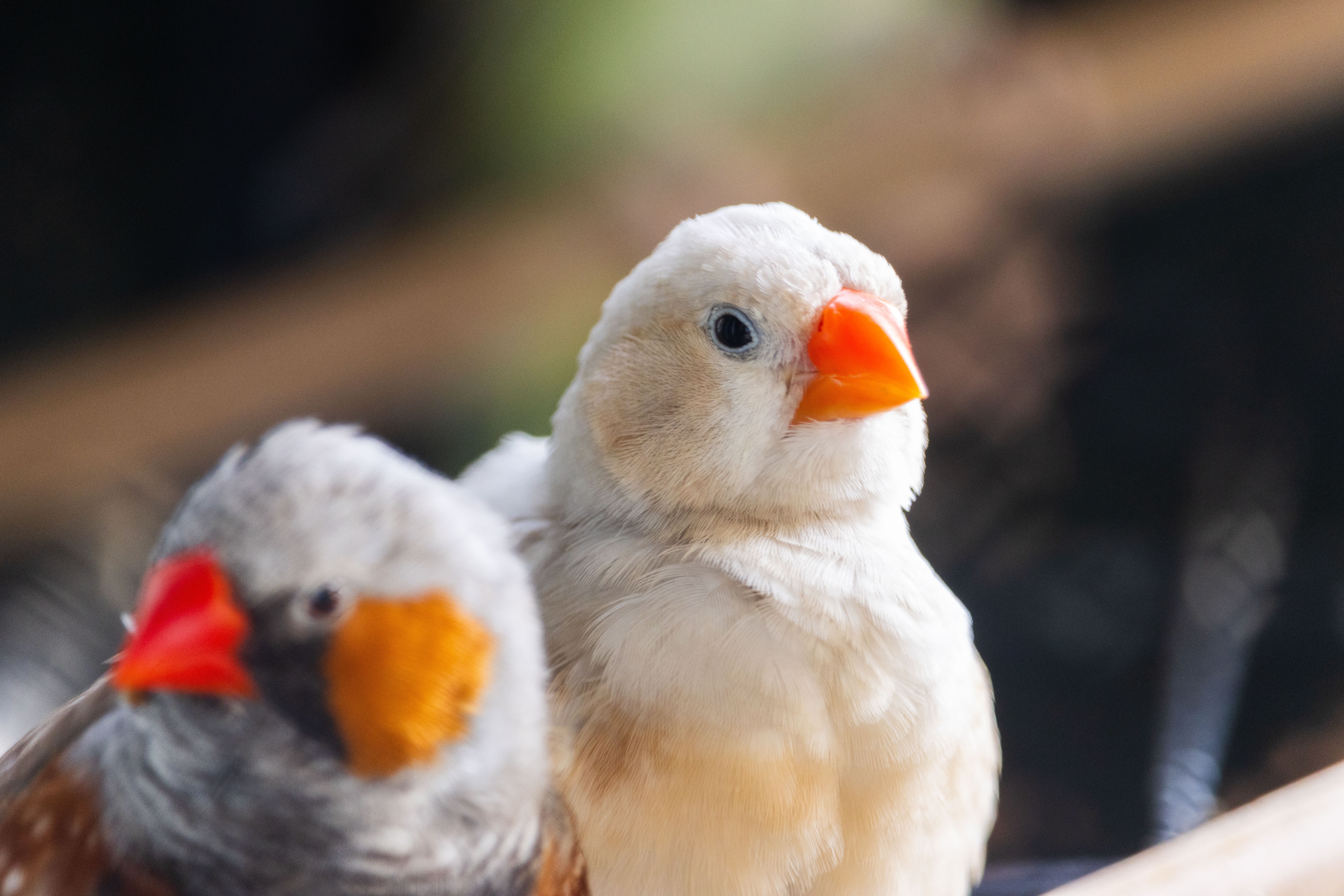 Close-up of Colorful Zebra Finches in Natural Light · Free Stock Photo