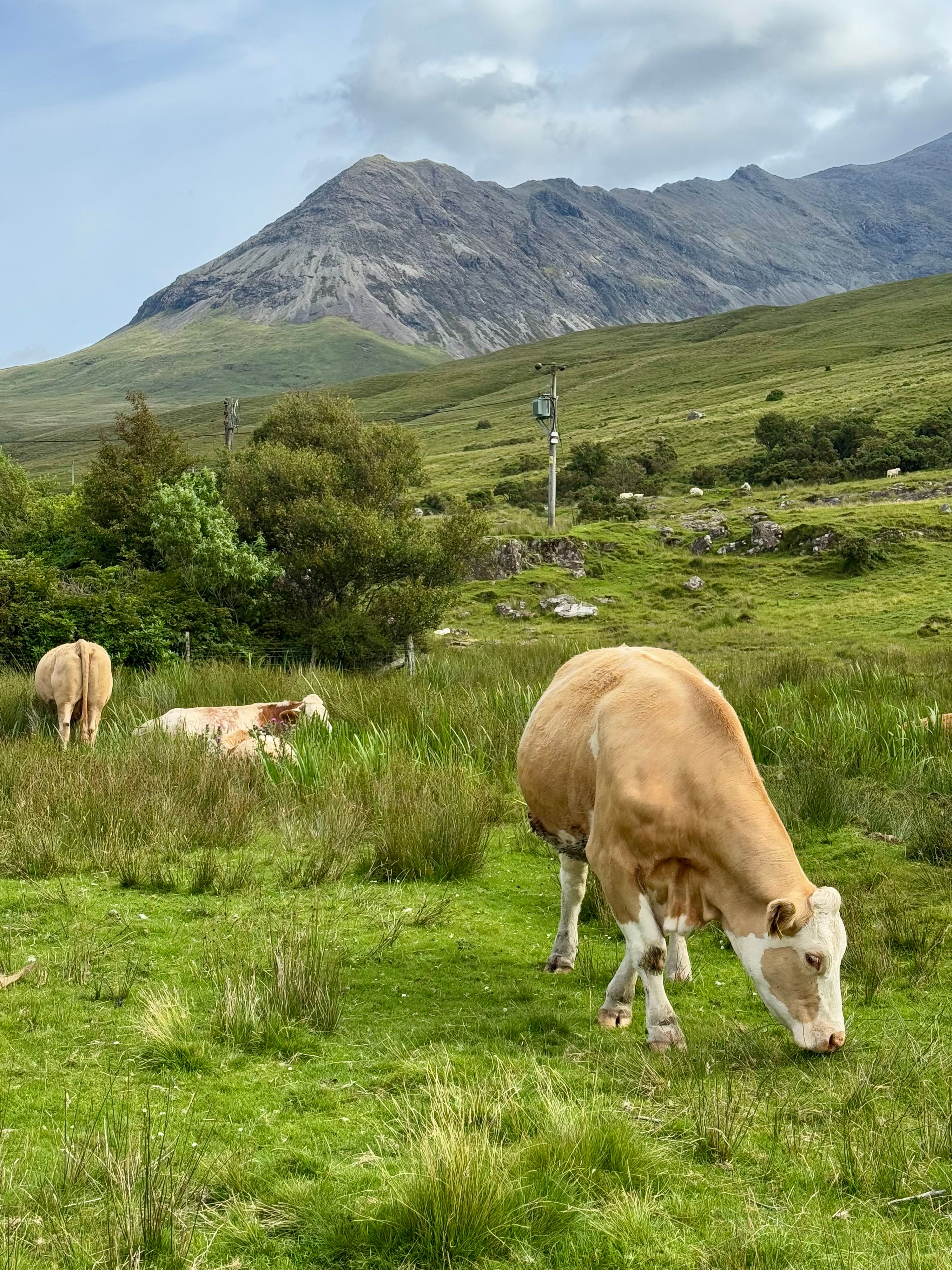 Highland Cattle Grazing in Scottish Landscape · Free Stock Photo