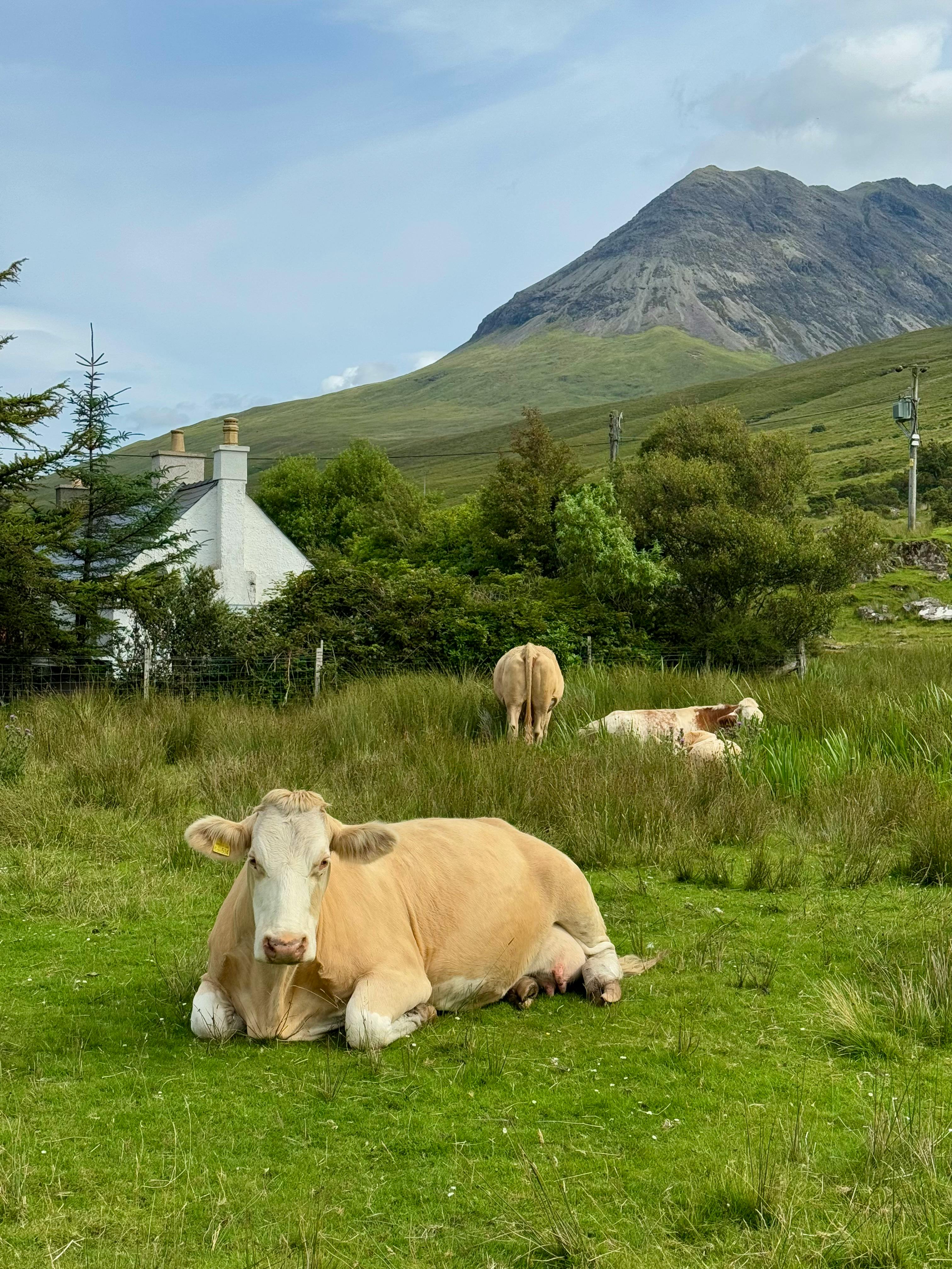 Scotland Farming Photos, Download The BEST Free Scotland Farming Stock ...