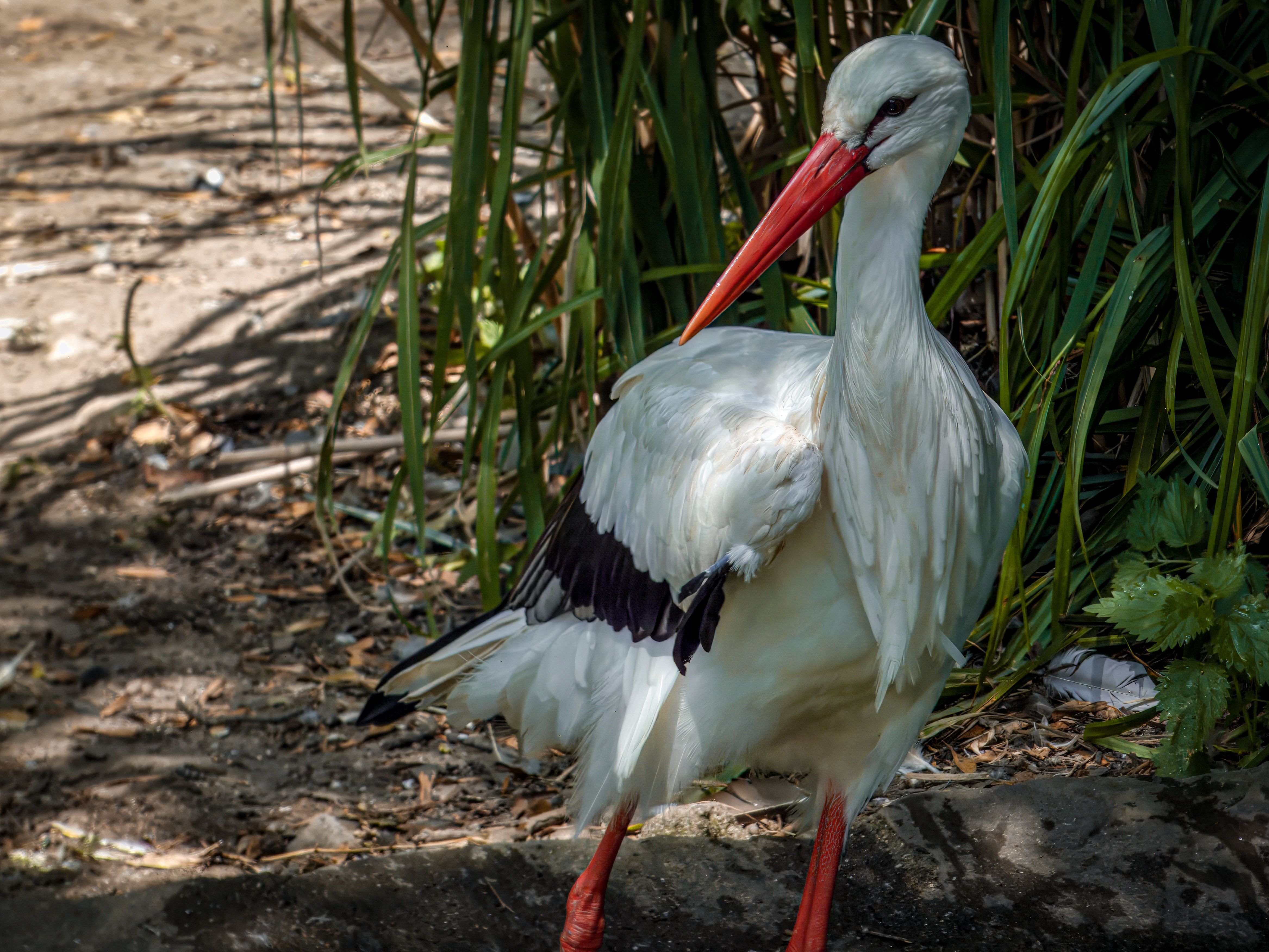 Elegant White Stork Posing Among Greenery · Free Stock Photo
