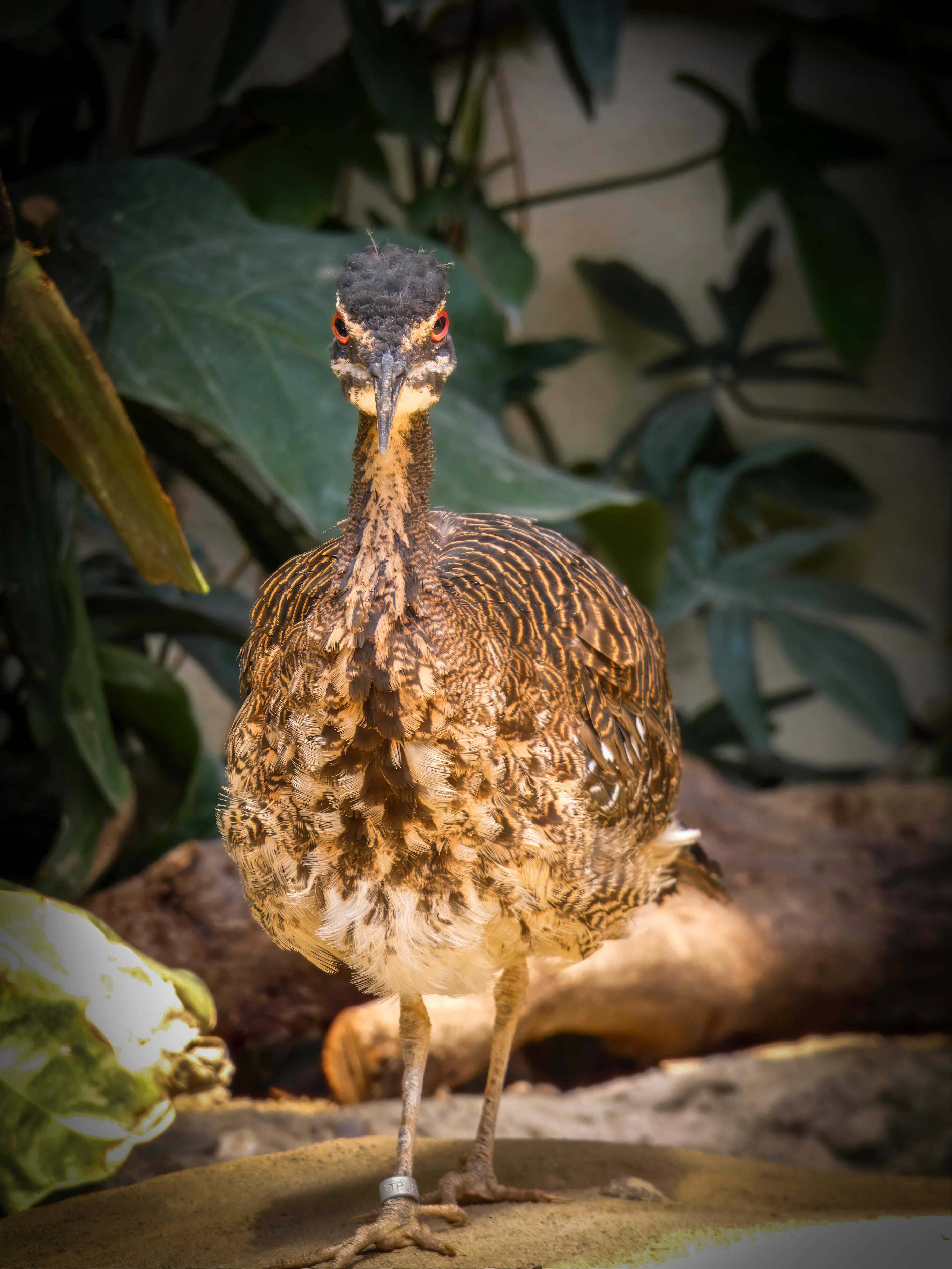 400.000+ Tiere Im Wald Bilder und Fotos · Kostenlos Downloaden · Pexels ...