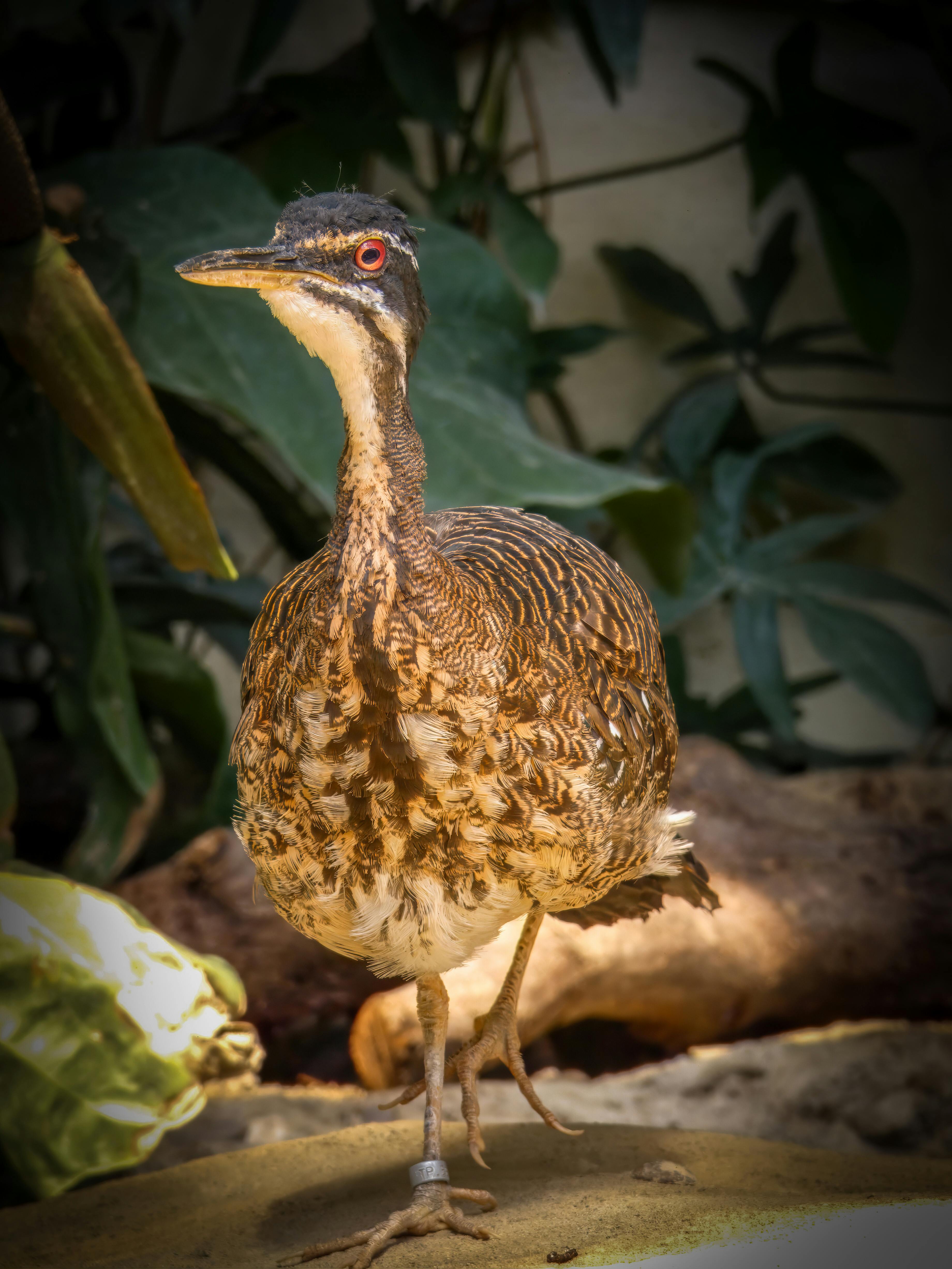 Sunbittern Bird with Striking Plumage in Nature Habitat · Free Stock Photo