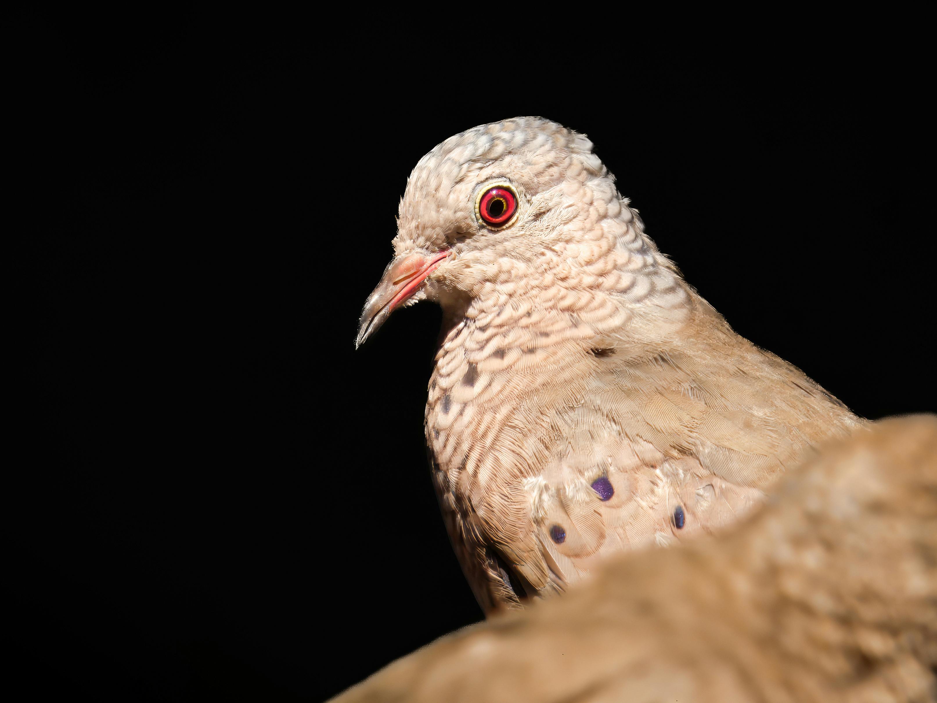 Close-Up Portrait of a Dove in Natural Light · Free Stock Photo