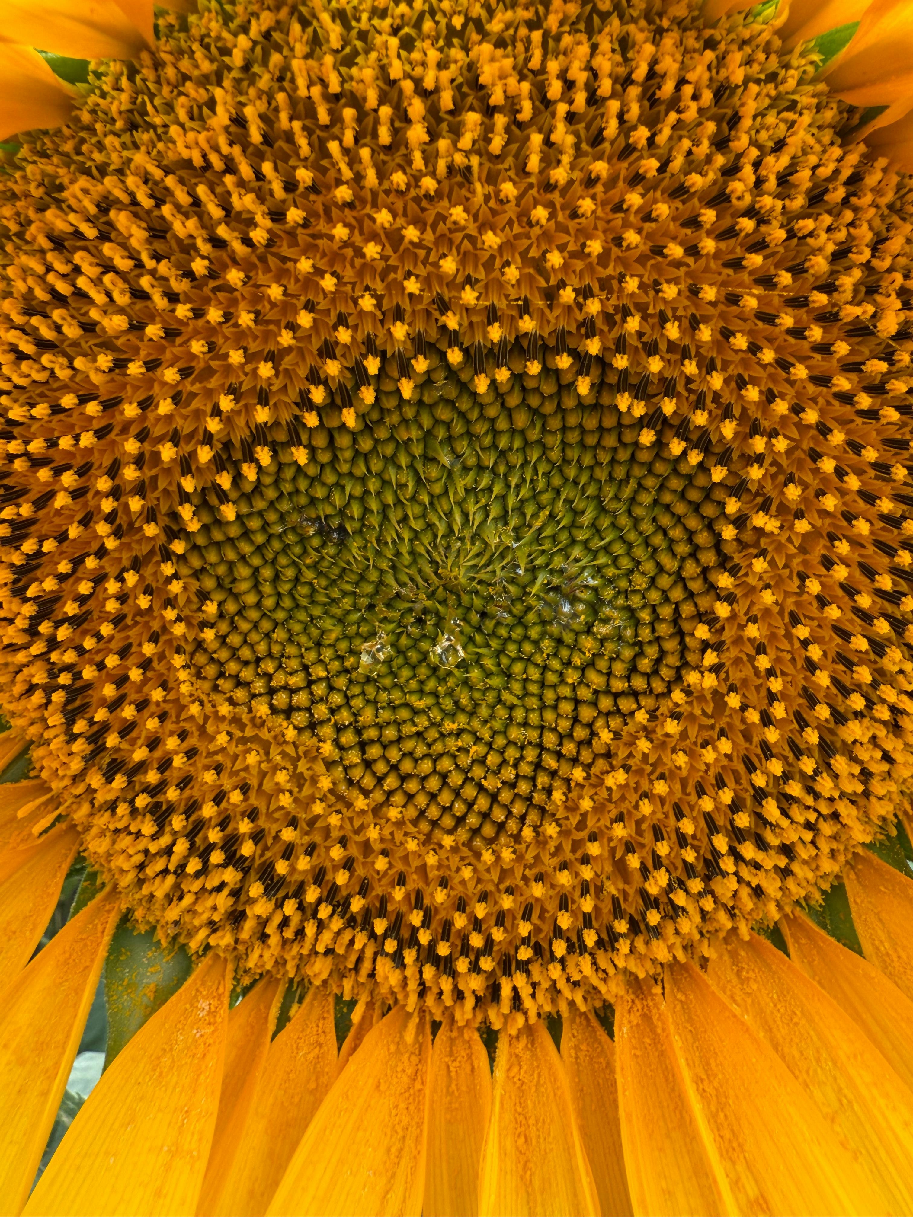 Flower Texture Photos, Download The BEST Free Flower Texture Stock ...