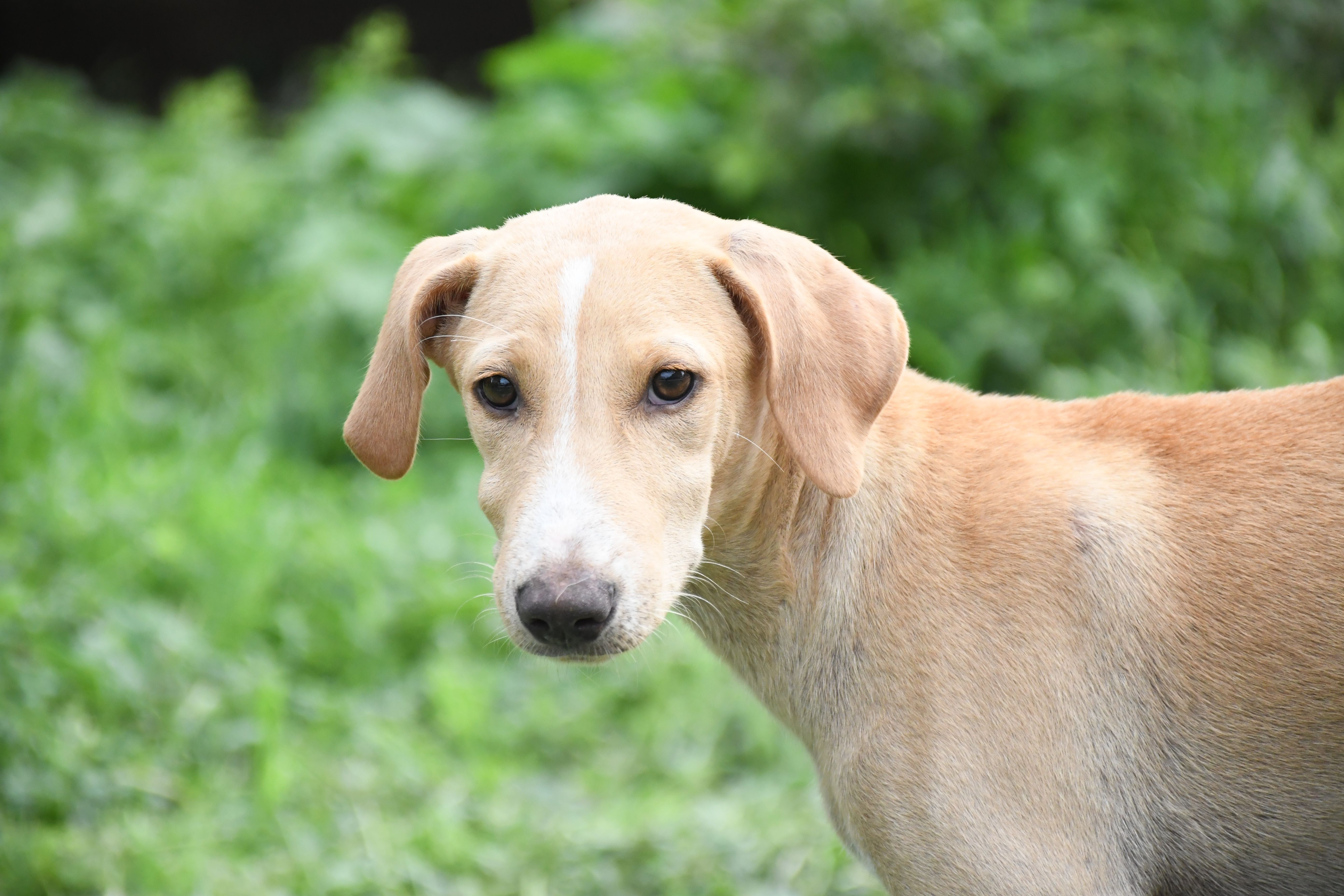Portrait of a Beige Dog in Lush Greenery · Free Stock Photo
