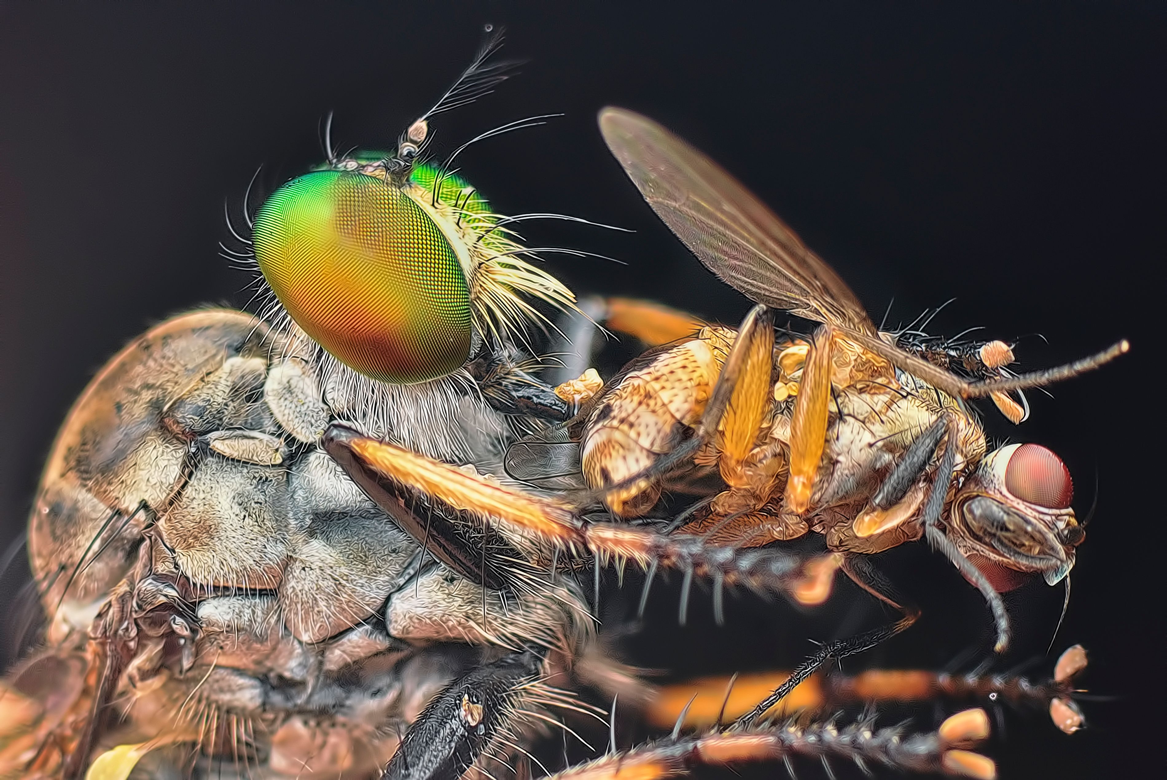 Macro Shot of Robber Fly Hunting Prey · Free Stock Photo