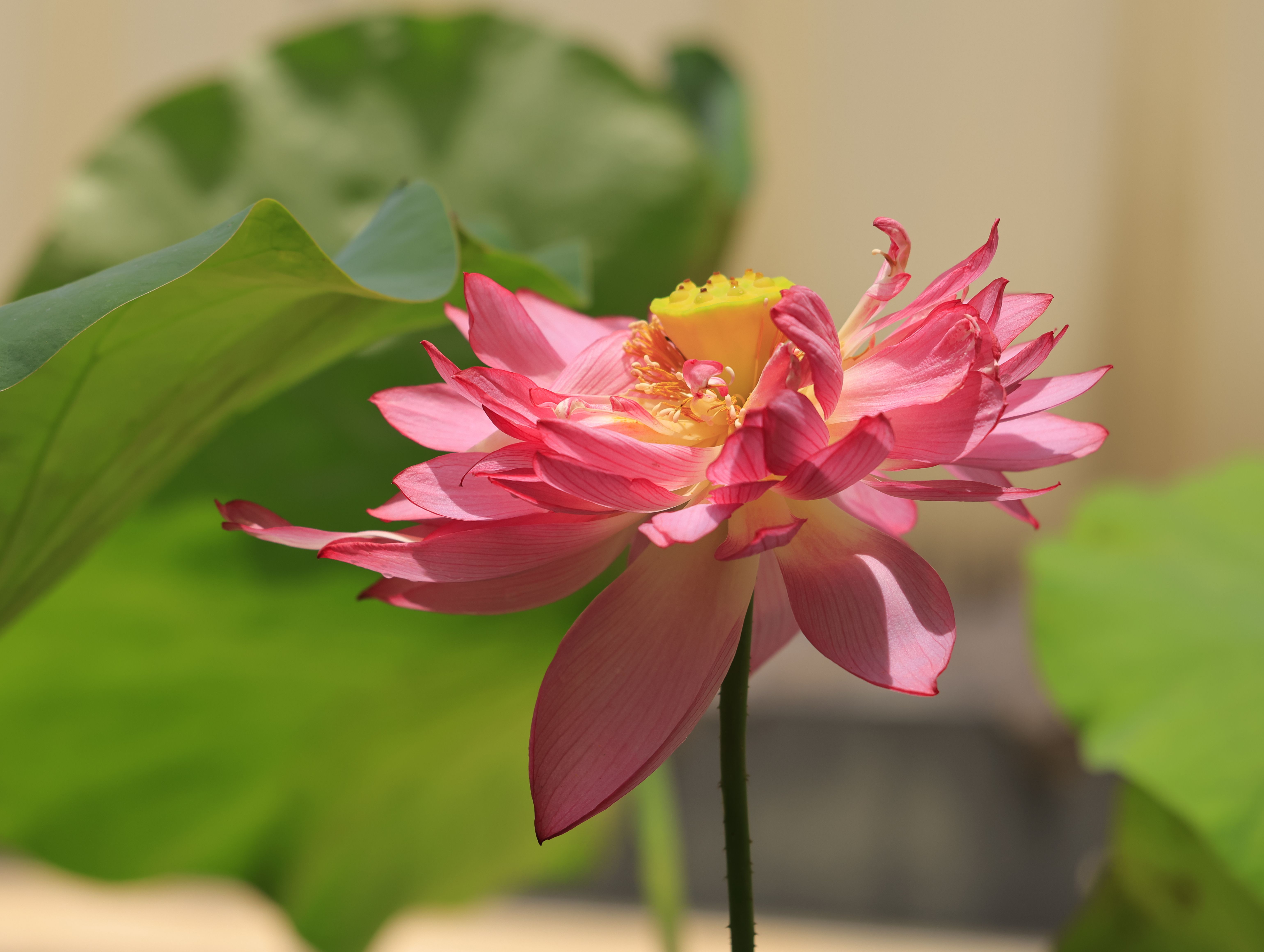 Vibrant Pink Lotus Flower in Full Bloom · Free Stock Photo