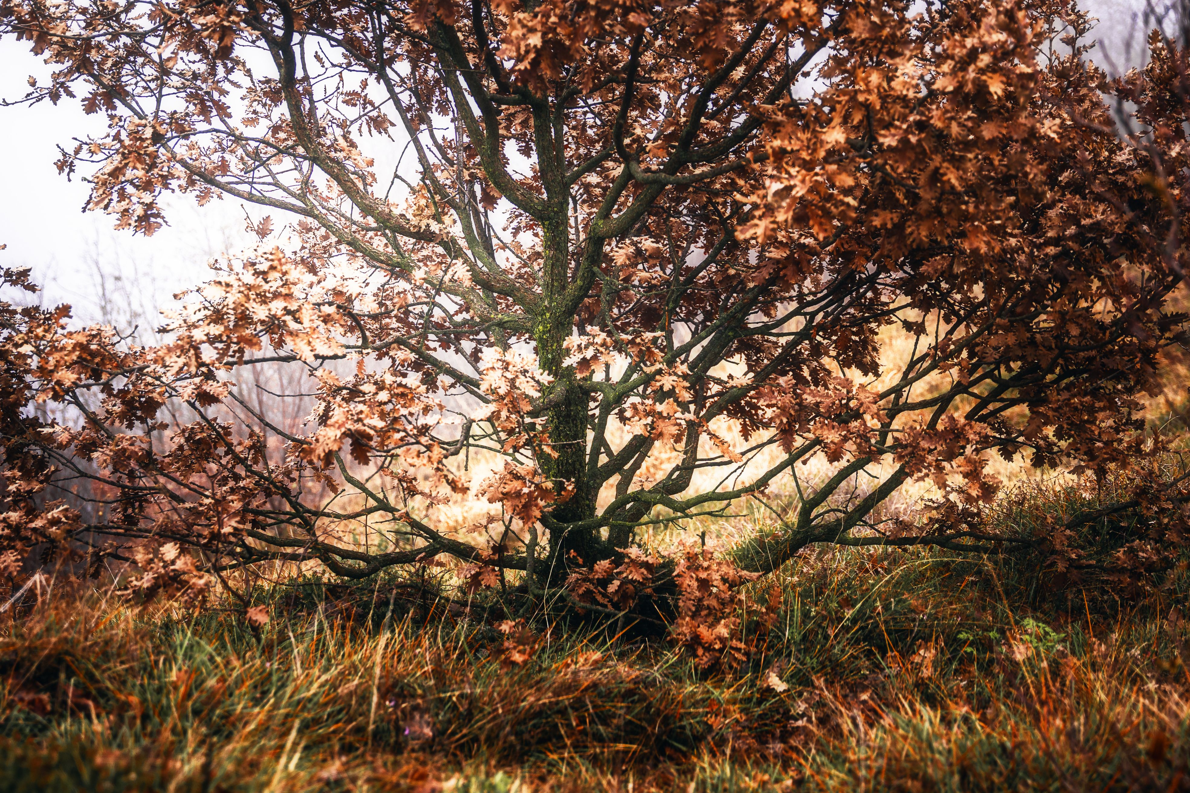 Autumn Oak Tree in Misty Countryside Landscape · Free Stock Photo