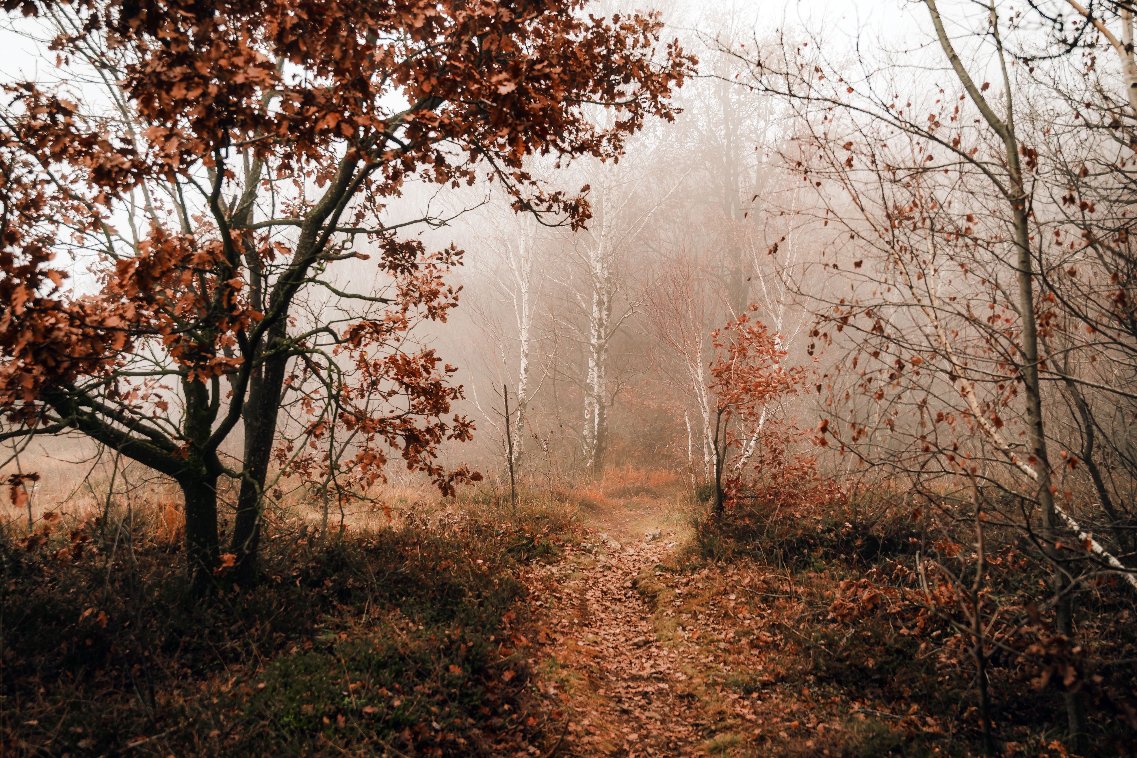 A Leafless Trees in the Forest · Free Stock Photo