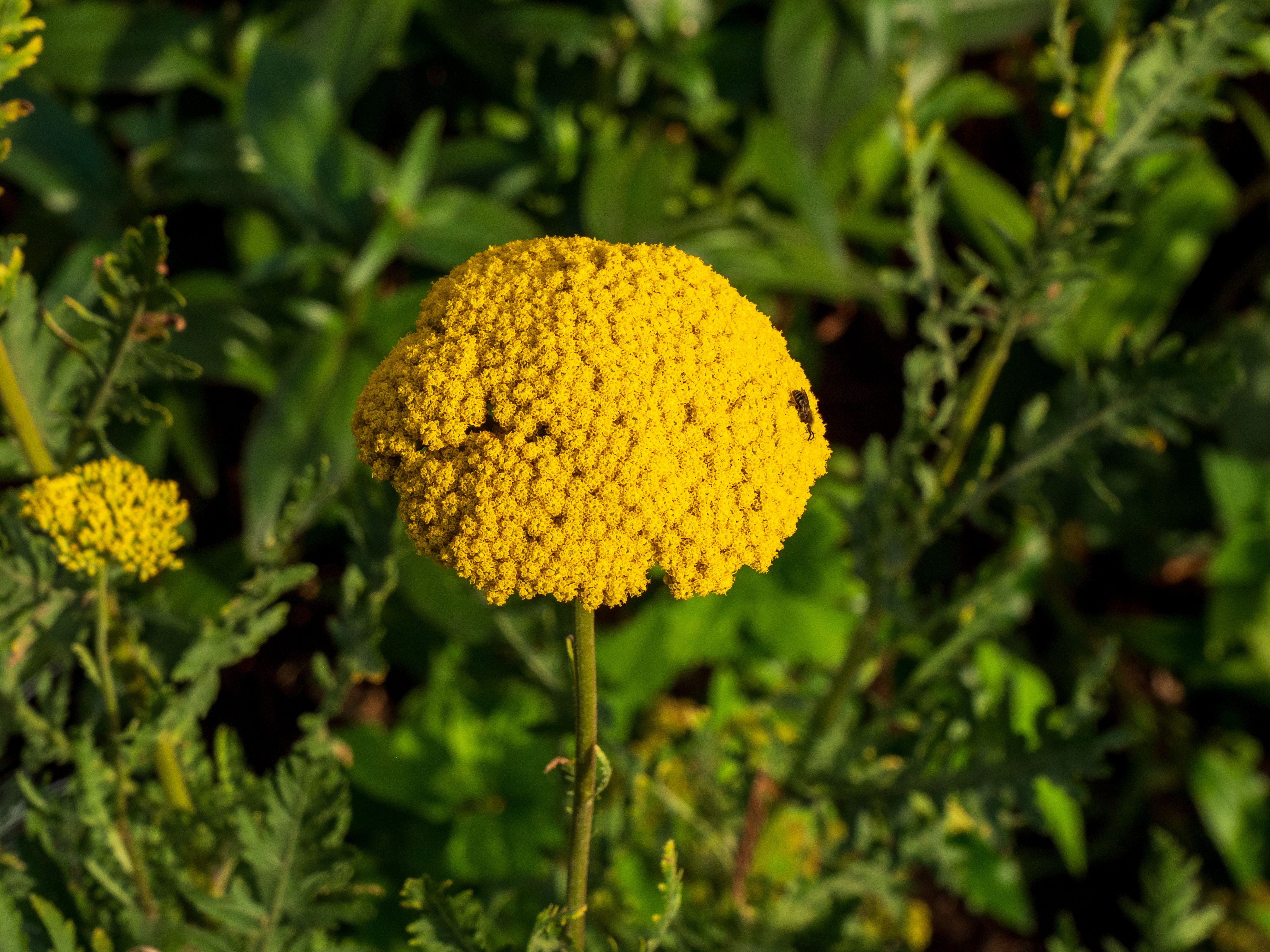 Vibrant Yellow Yarrow Flower in Summer Garden · Free Stock Photo
