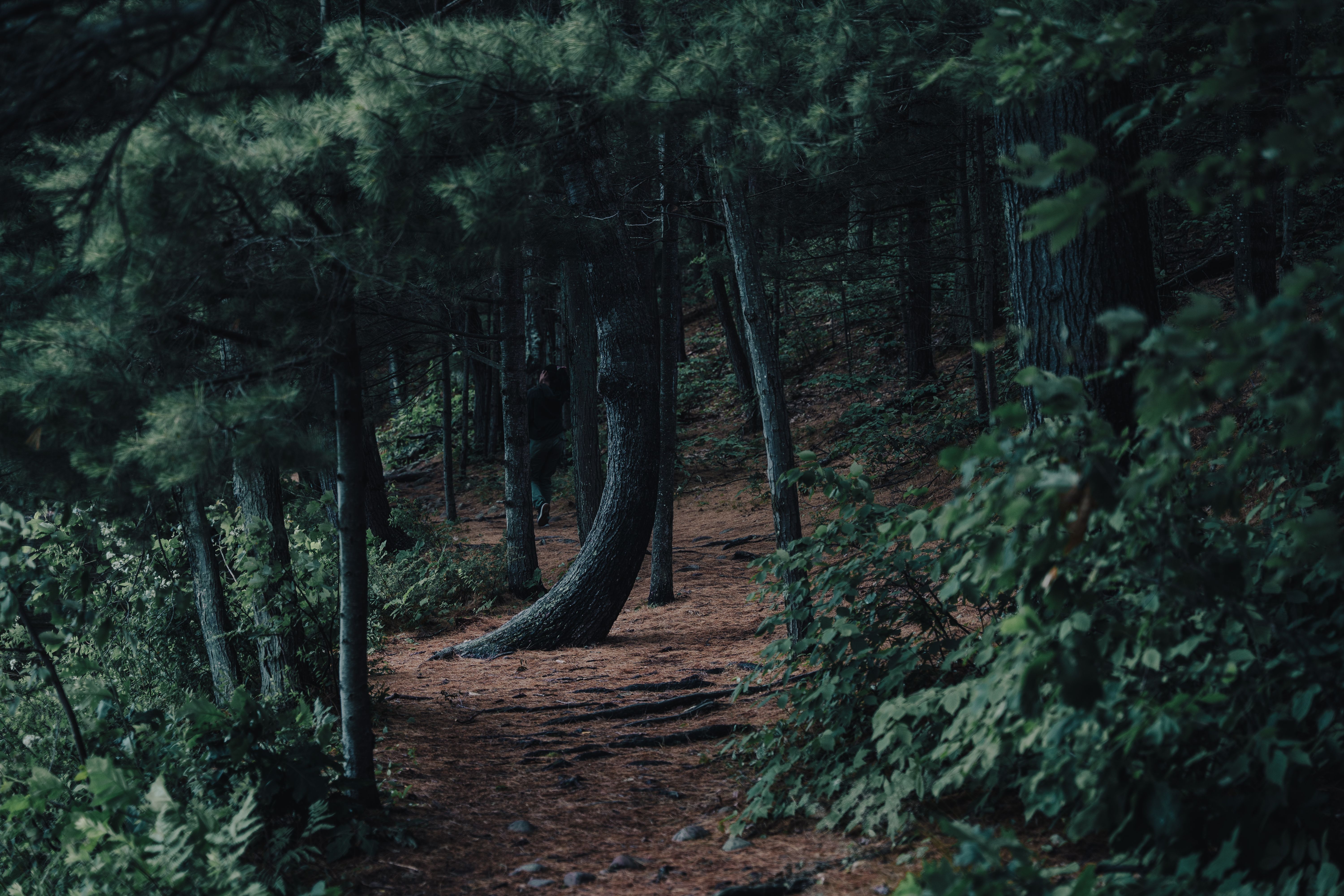 Serene Forest Path in Tranquil Woodland Setting · Free Stock Photo