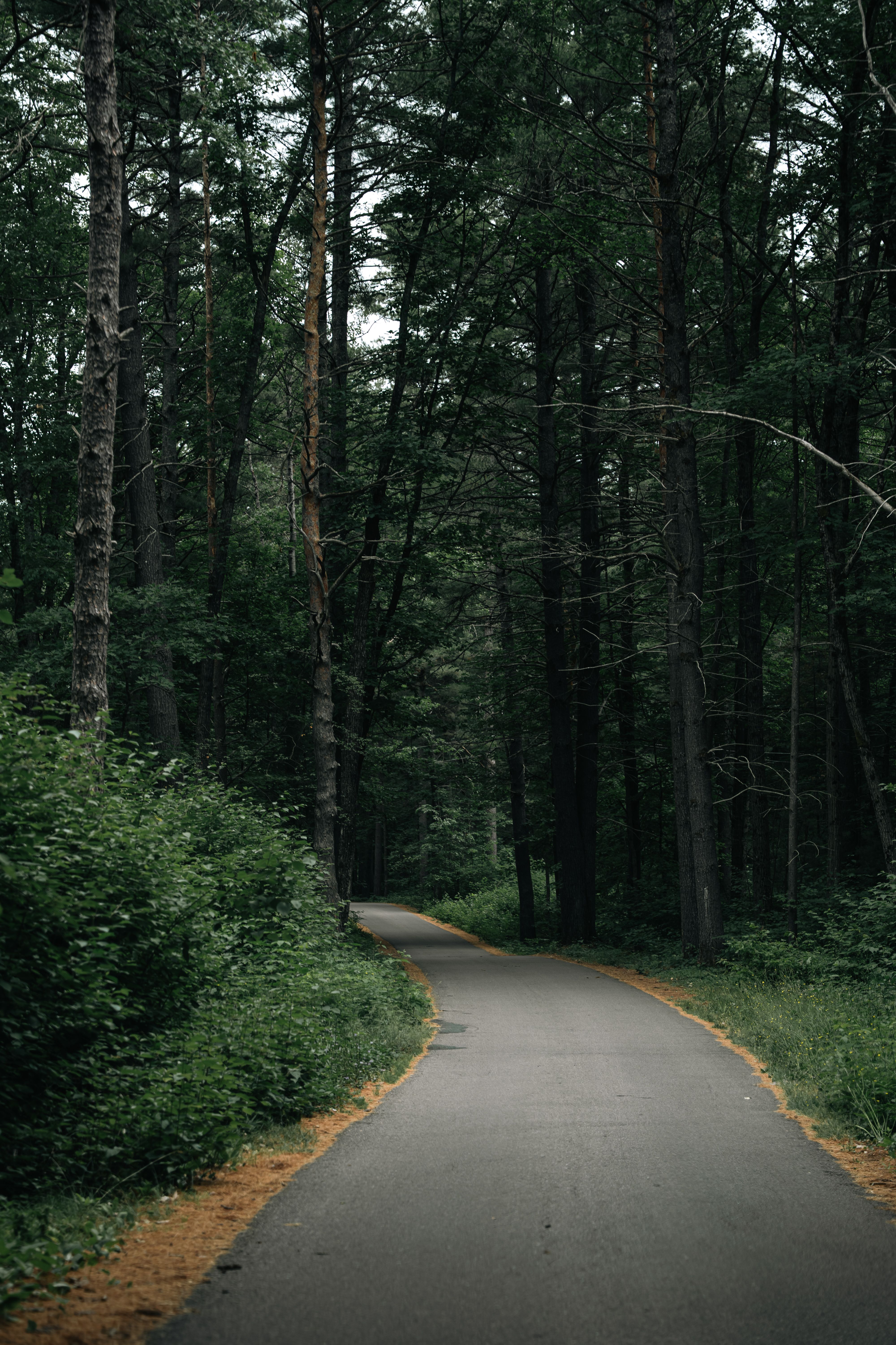 Nature Walk Green Photos, Download The BEST Free Nature Walk Green ...