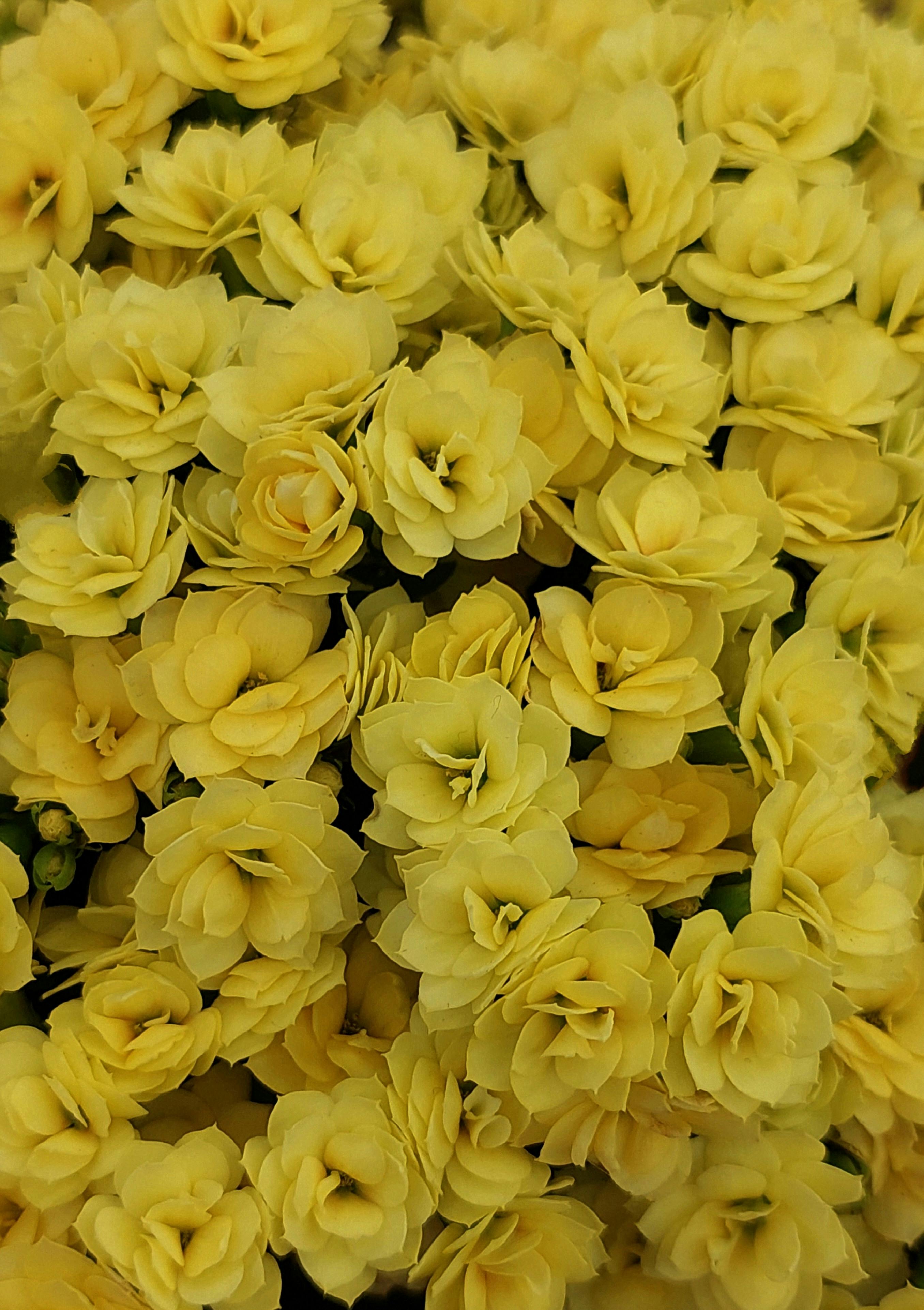 Yellow Color Photos, Download The BEST Free Yellow Color Stock Photos ...