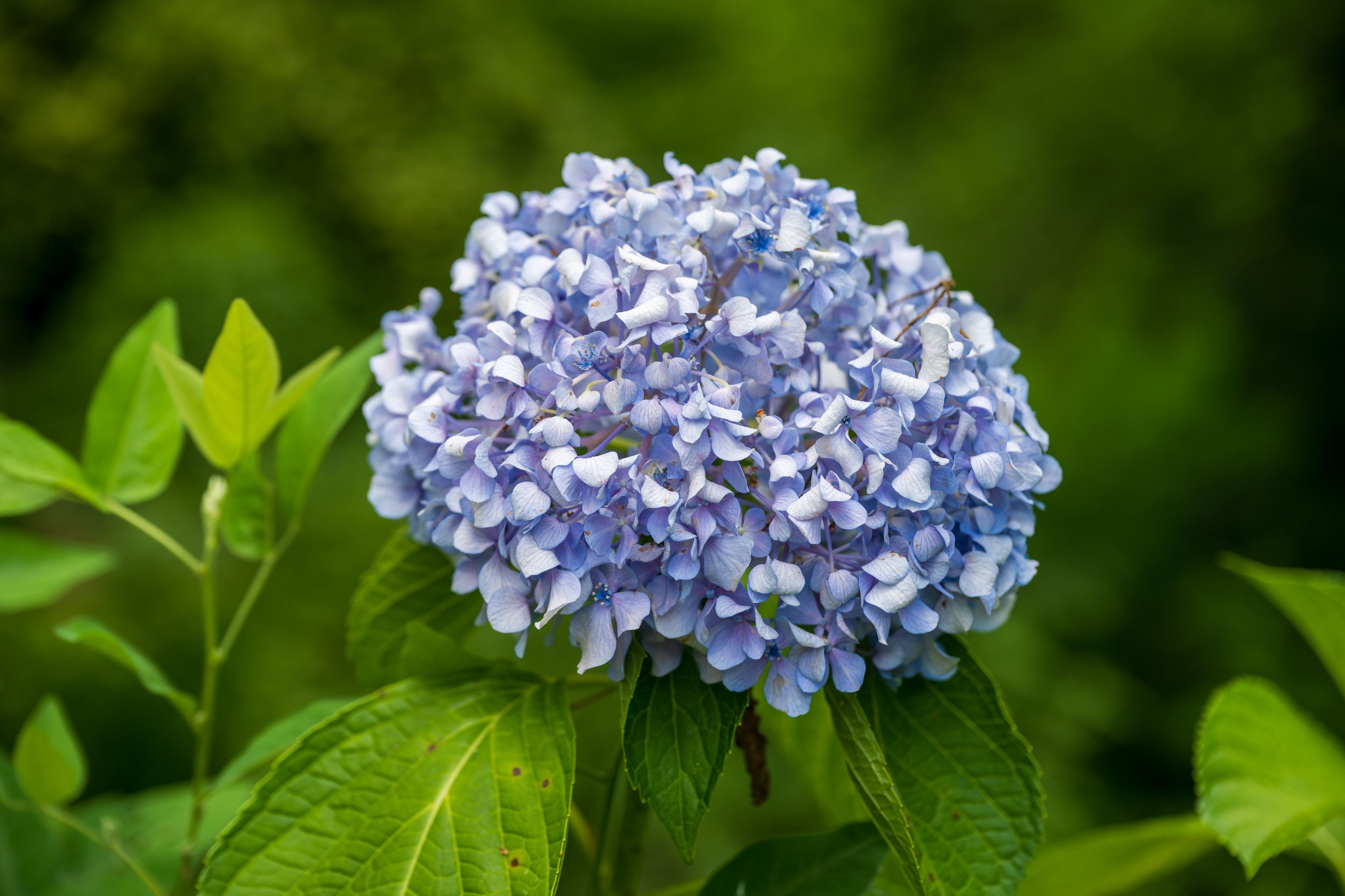 Close-up of Vibrant Hydrangea in Bloom · Free Stock Photo