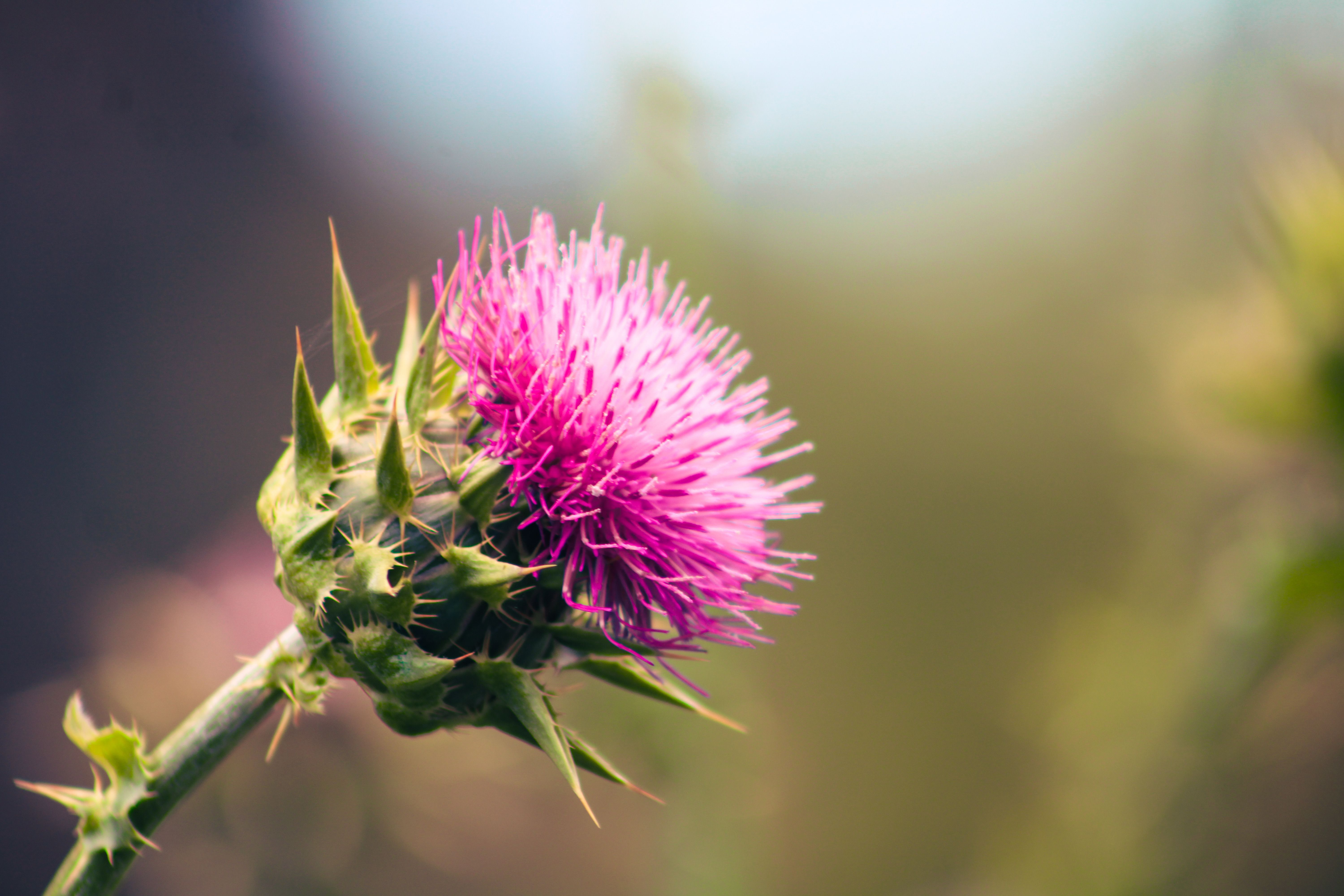 Pink Thistle Flowers · Free Stock Photo