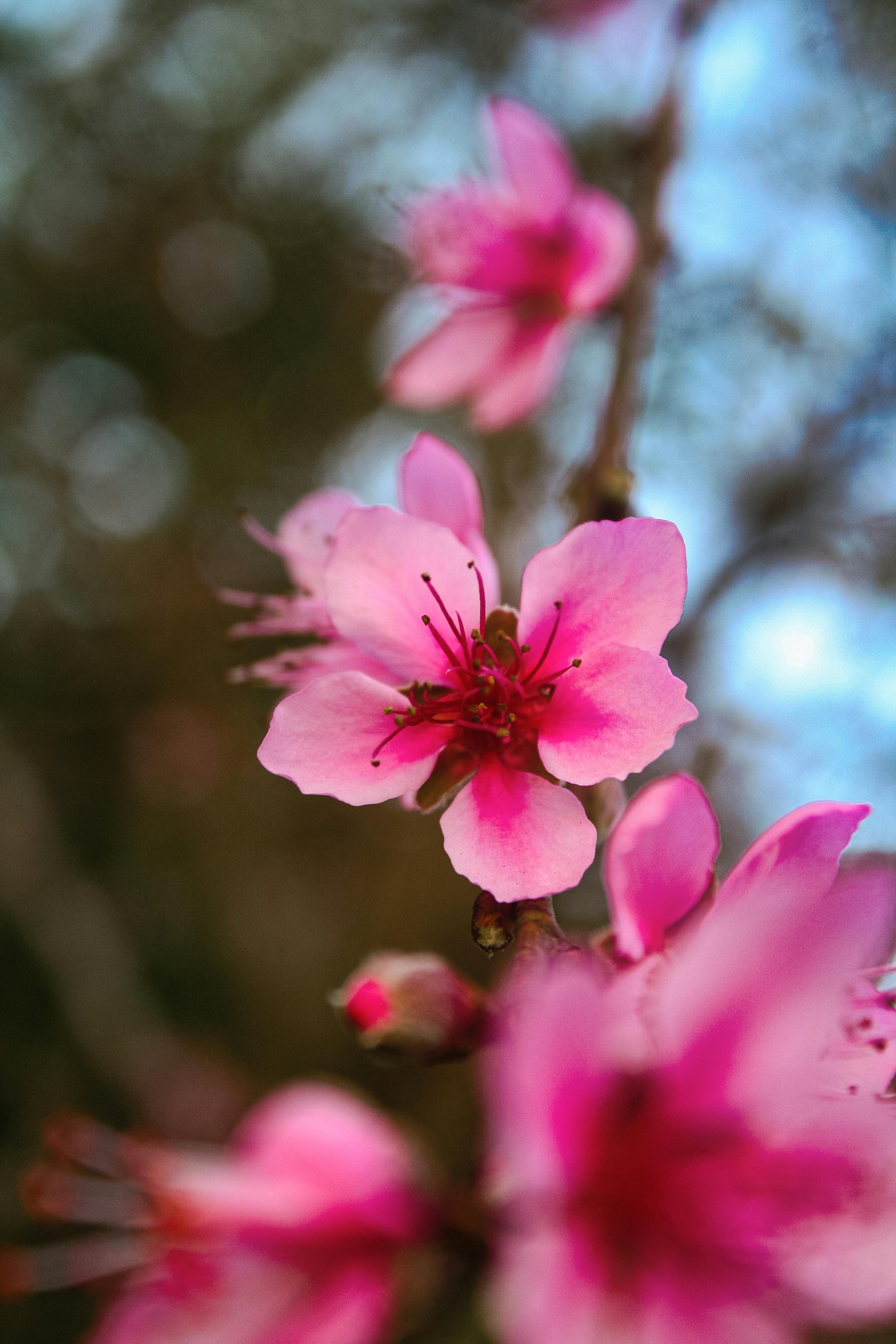 Belinda+Bely+Shiny+Flowers Photos, Download The BEST Free Belinda+Bely ...