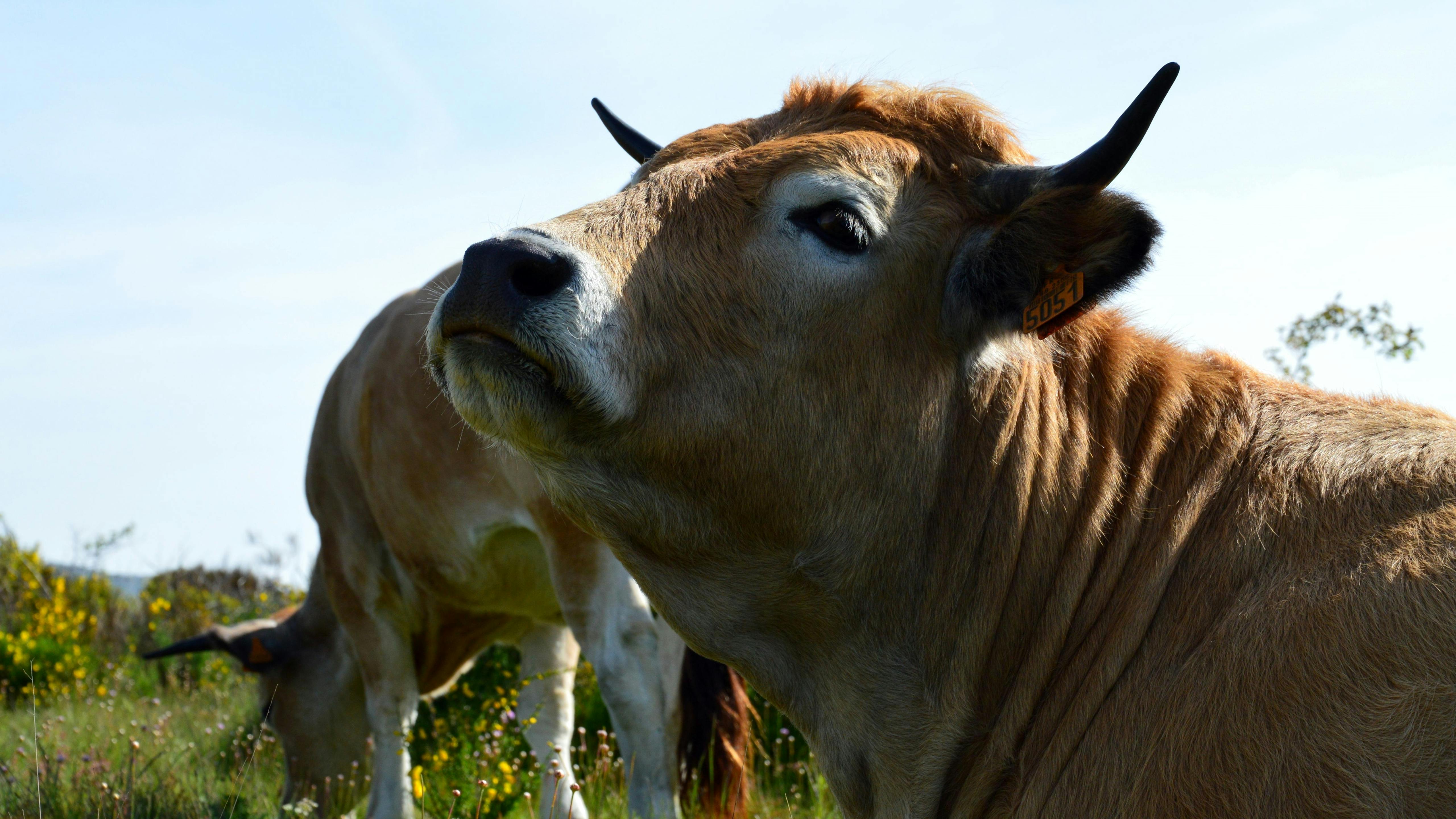 Cows In The Farm Field Photos, Download The BEST Free Cows In The Farm ...