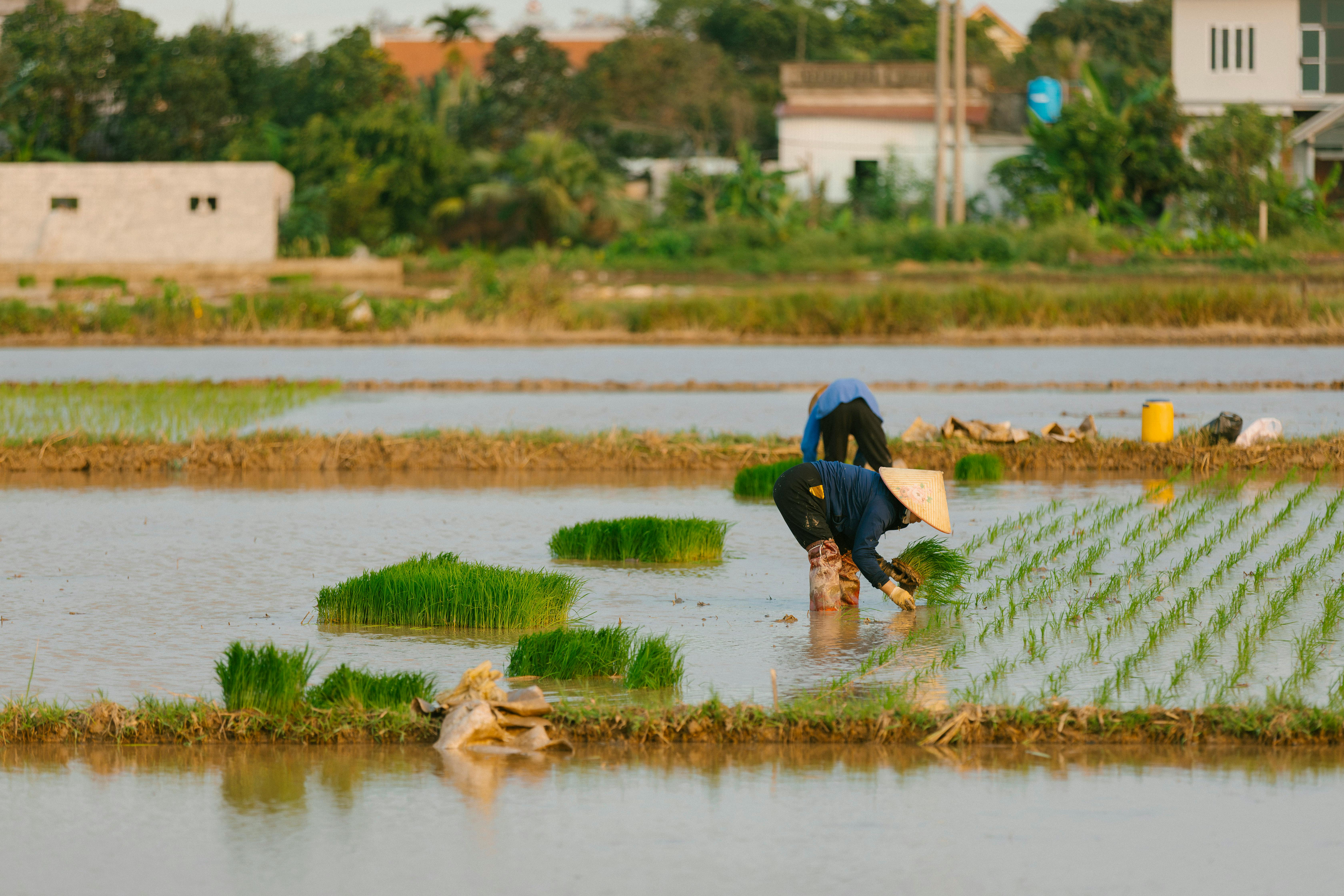 Farmers Working in Lush Green Rice Fields · Free Stock Photo